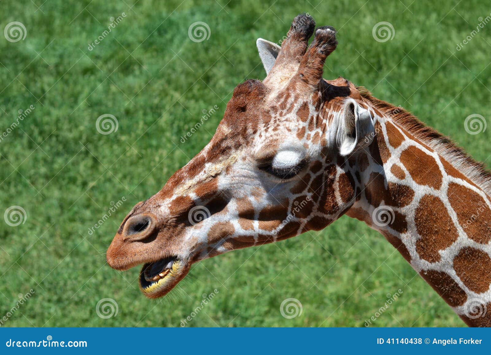 Giraffe talking stock photo. Image of open, profile, mouth - 41140438