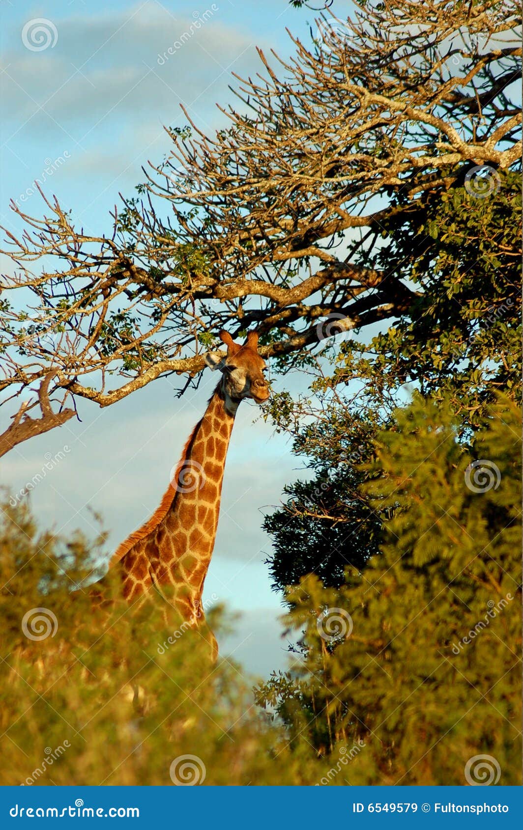 Giraffe by tall trees stock image. Image of greenery, long - 6549579