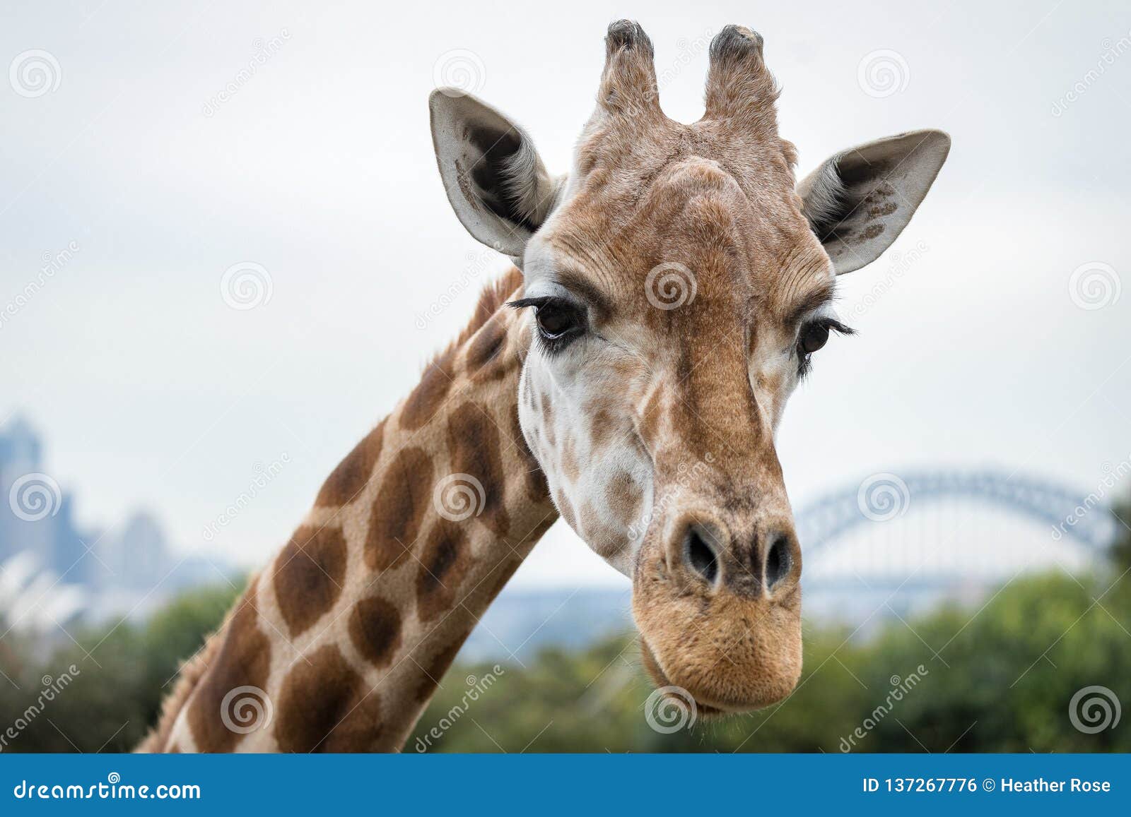 Giraffe at Taronga Zoo, Sydney, Australia Editorial Photo - Image of ...