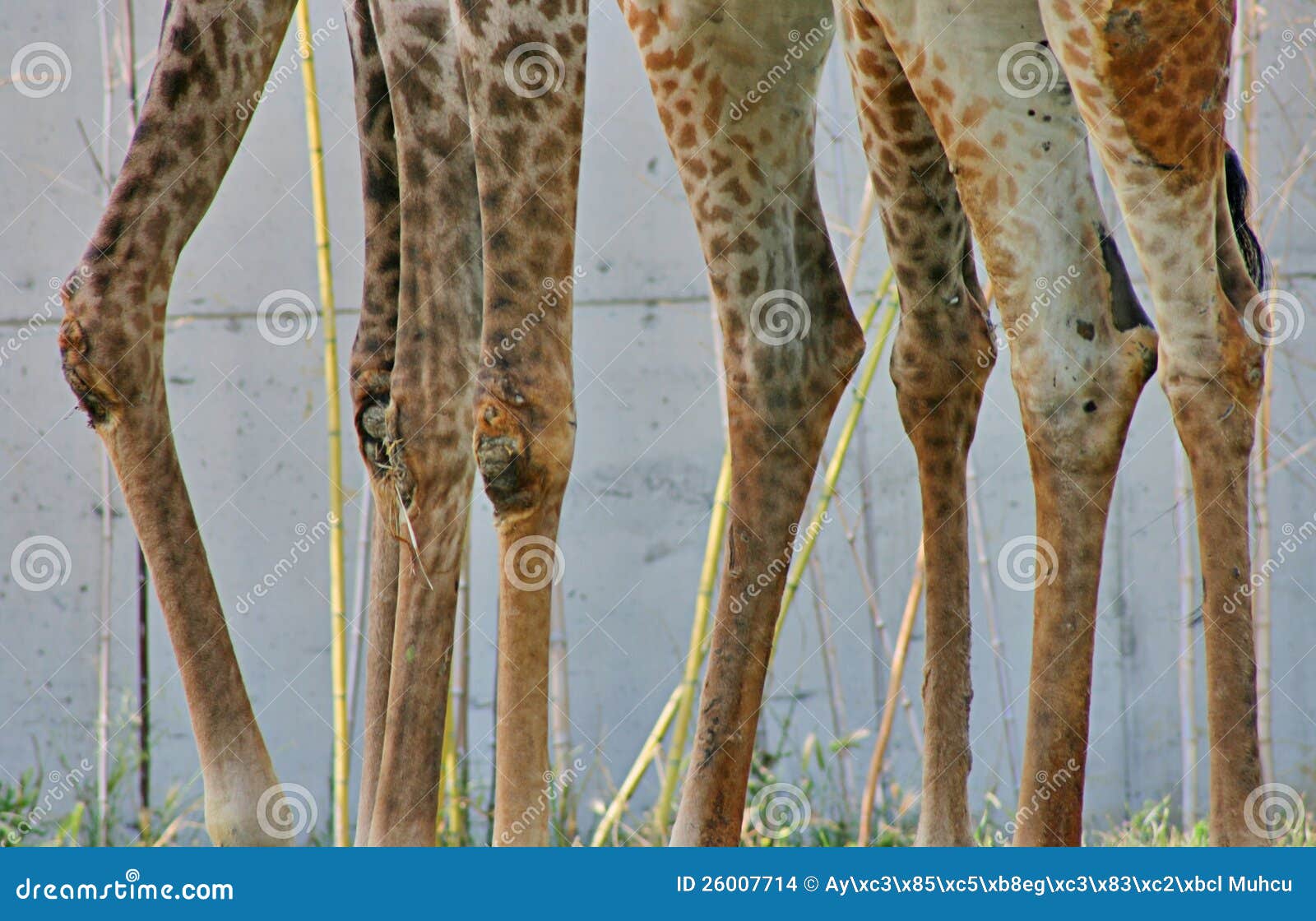 Giraffe Team stock photo. Image of long, herbivore, leaf - 26007714