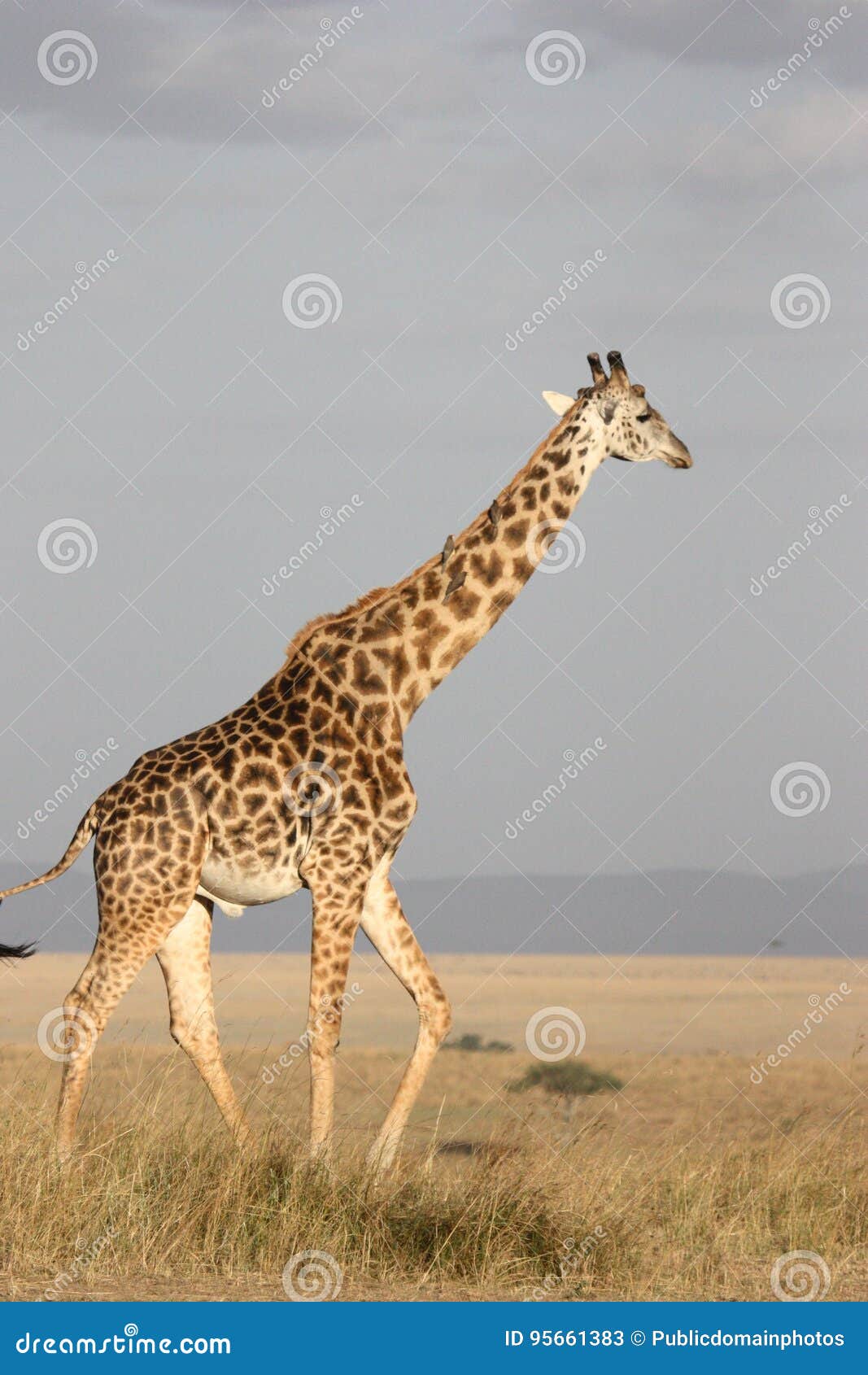 Giraffe, Terrestrial Animal, Wildlife, Ecosystem Picture. Image: 95661383