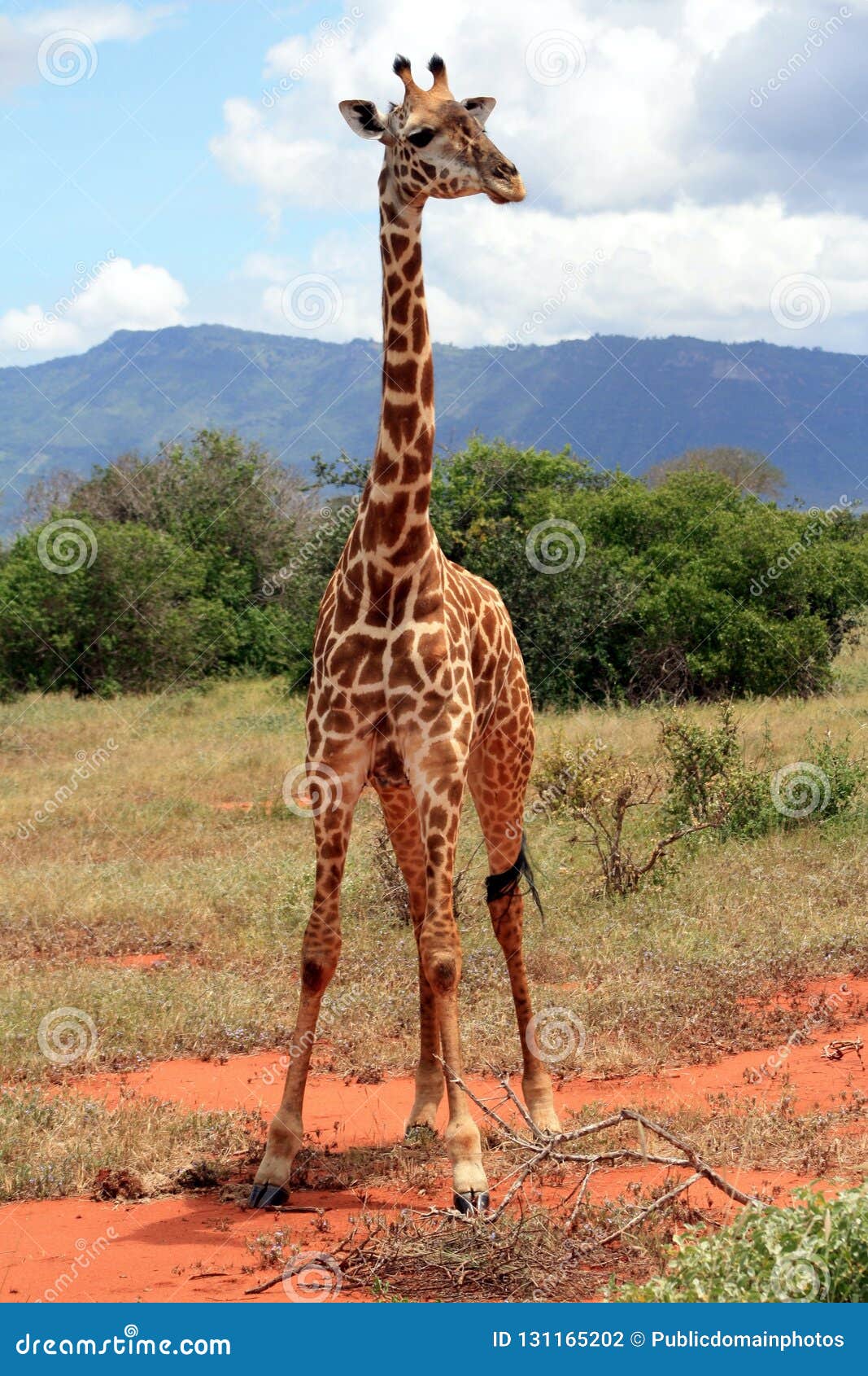 Giraffe, Terrestrial Animal, Wildlife, Giraffidae Picture. Image: 131165202