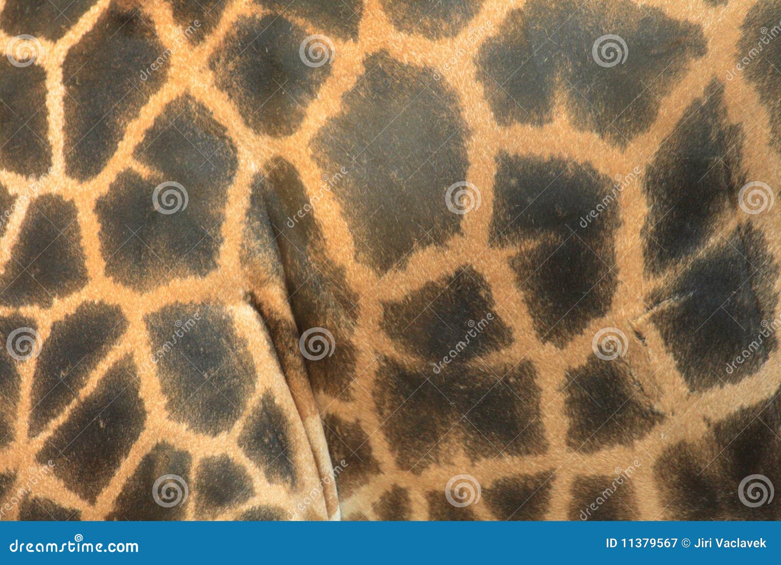 Giraffe texture stock image. Image of white, texture - 11379567