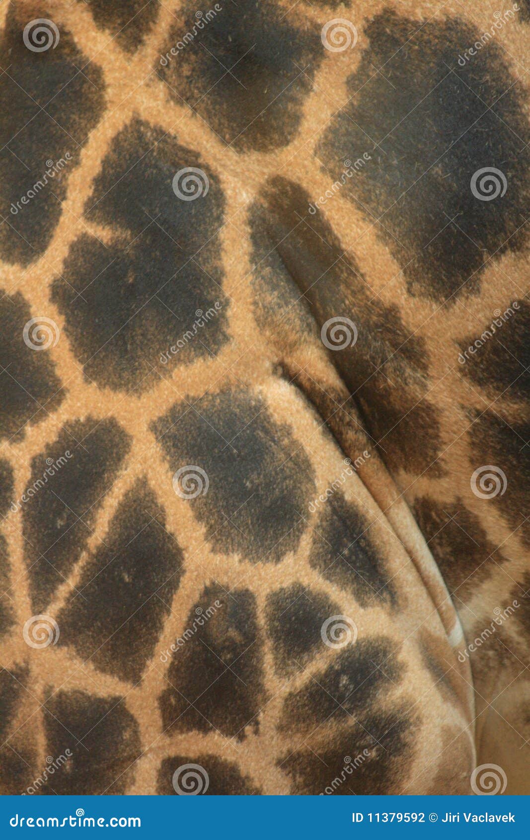Giraffe texture stock photo. Image of skin, texture, nature - 11379592