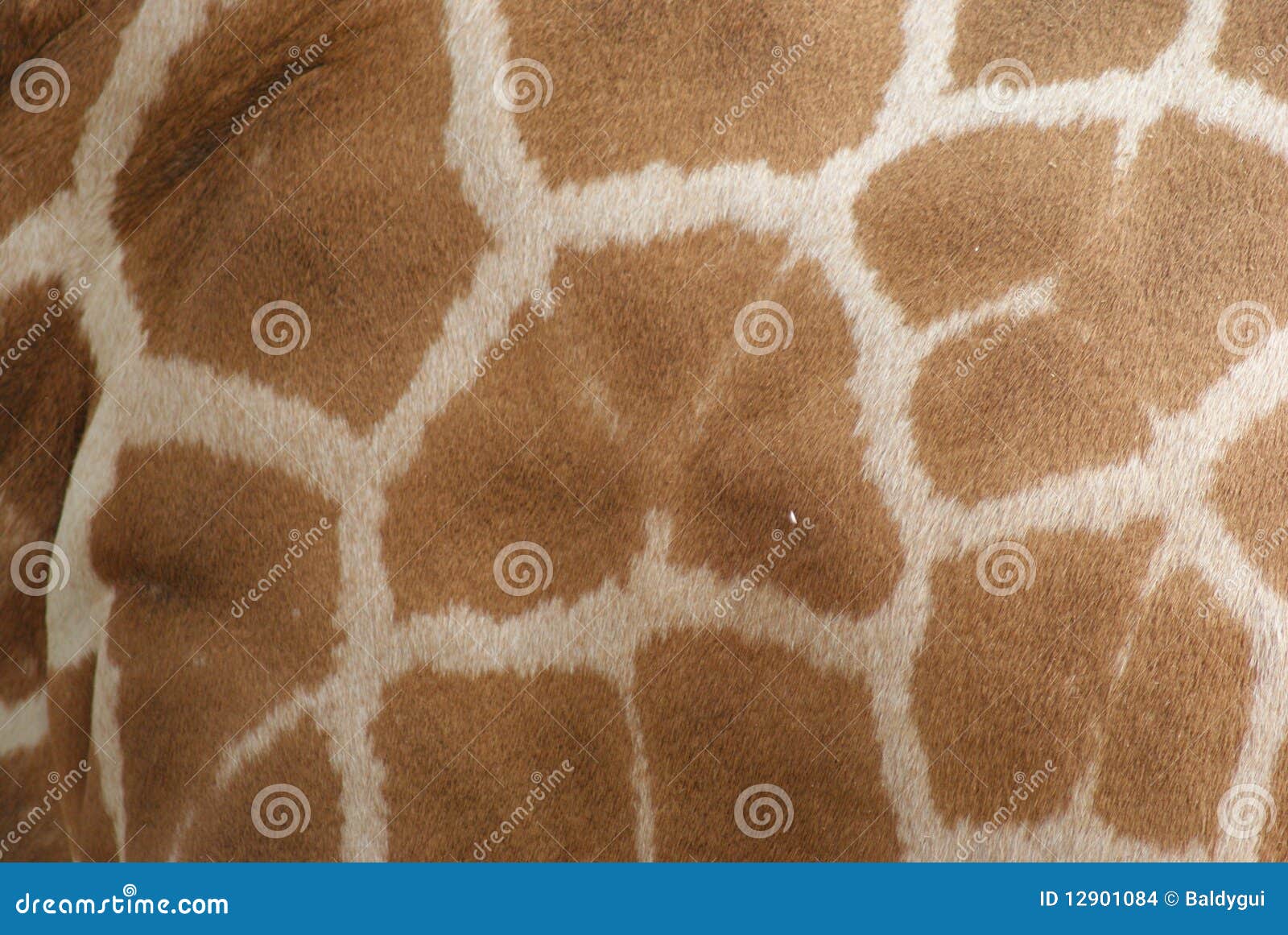 Giraffe Texture Royalty-Free Stock Image | CartoonDealer.com #12901084