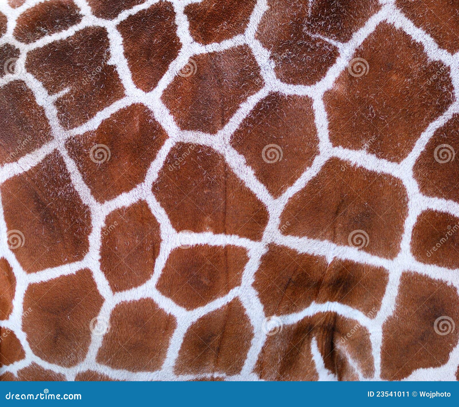 Giraffe Texture stock image. Image of pelt, body, detail - 23541011