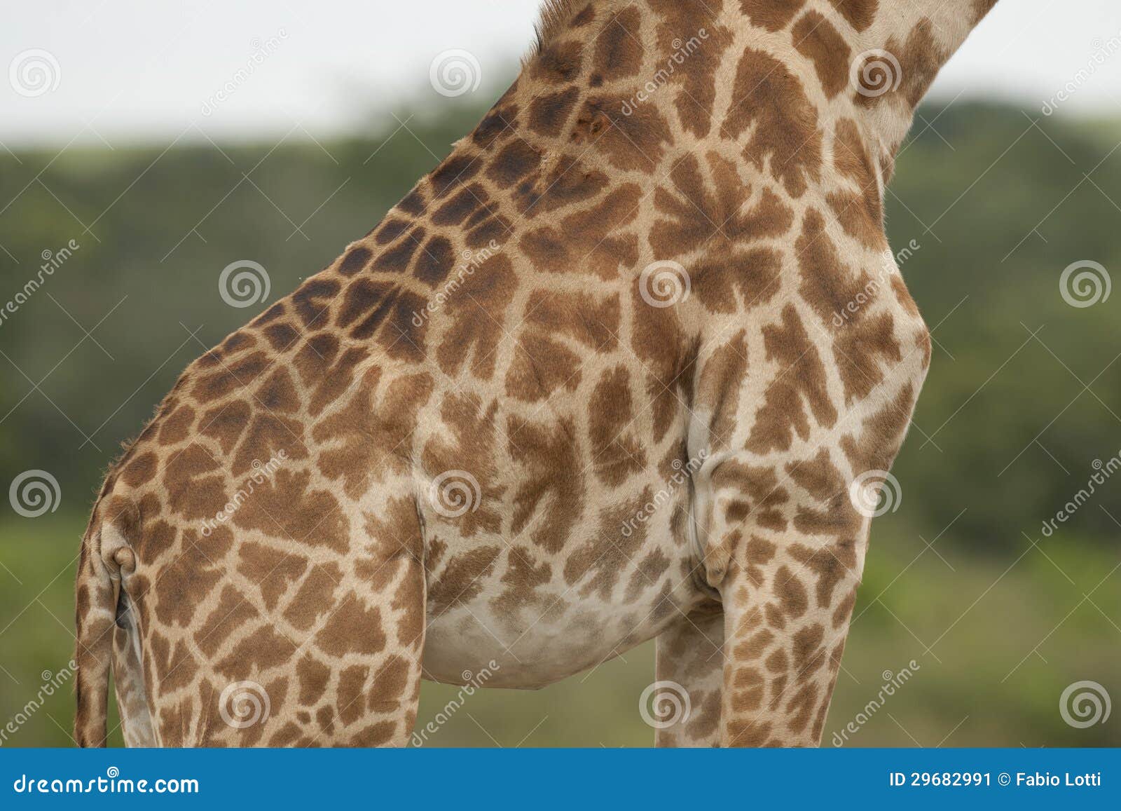 Giraffe texture stock image. Image of kenya, long, nature - 29682991