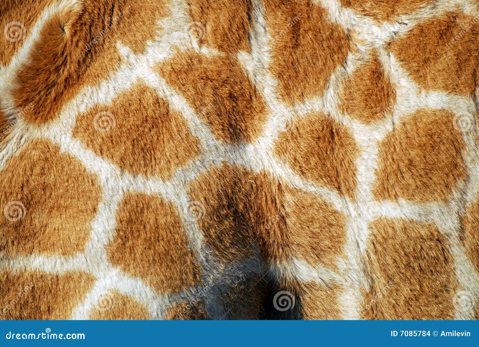Giraffe texture stock photo. Image of african, shape, side - 7085784