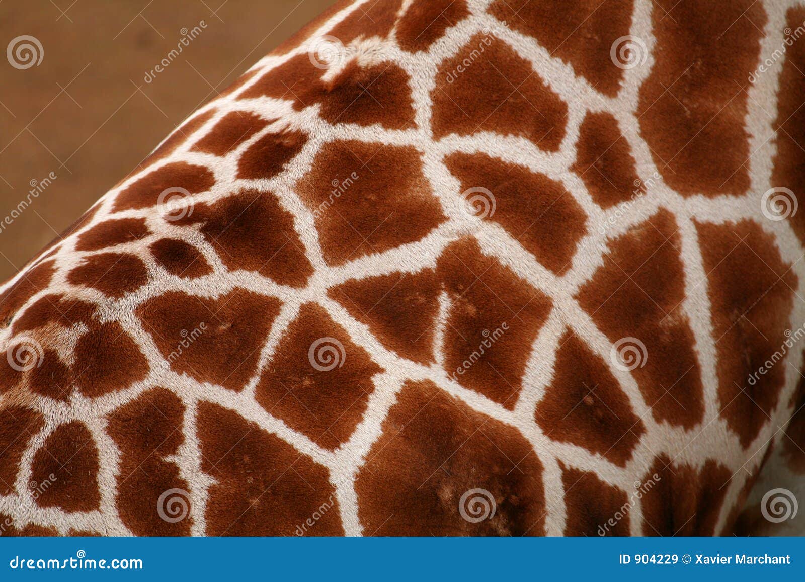 Giraffe texture stock image. Image of body, texture, african - 904229