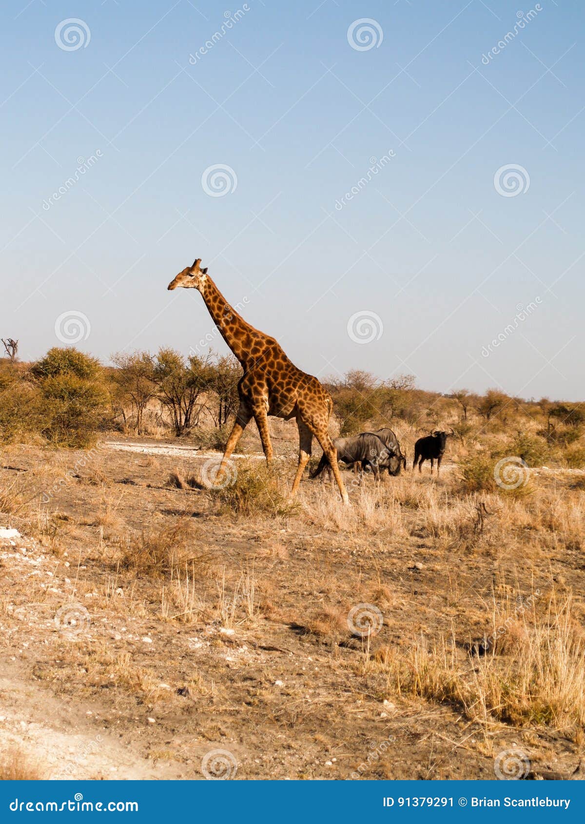 Giraffe and Three Wildebeest on African Plain Stock Image - Image of ...