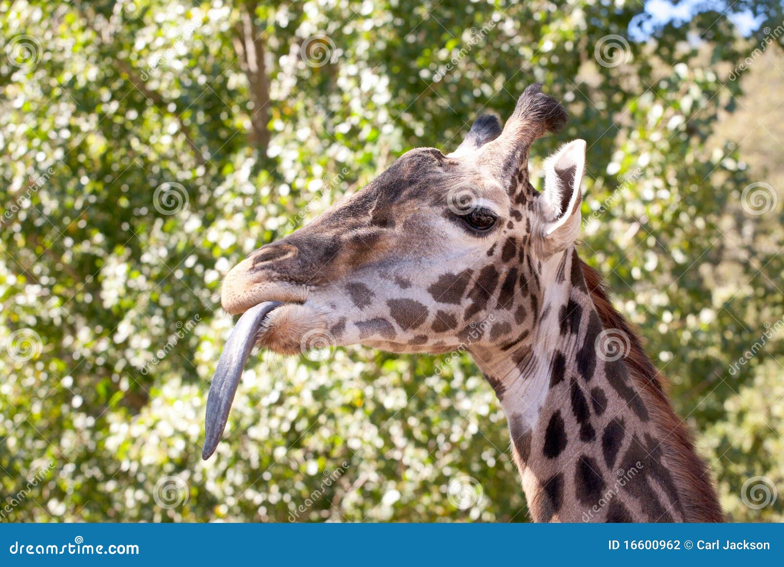 Giraffe With Tongue Out Stock Photography - Image: 16600962