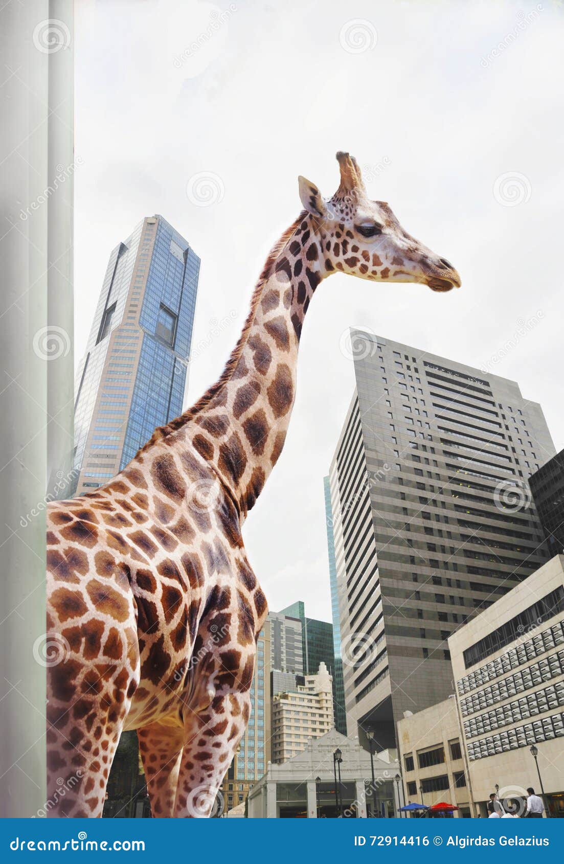 Giraffe in a town stock photo. Image of neck, farm, camelopardalis ...