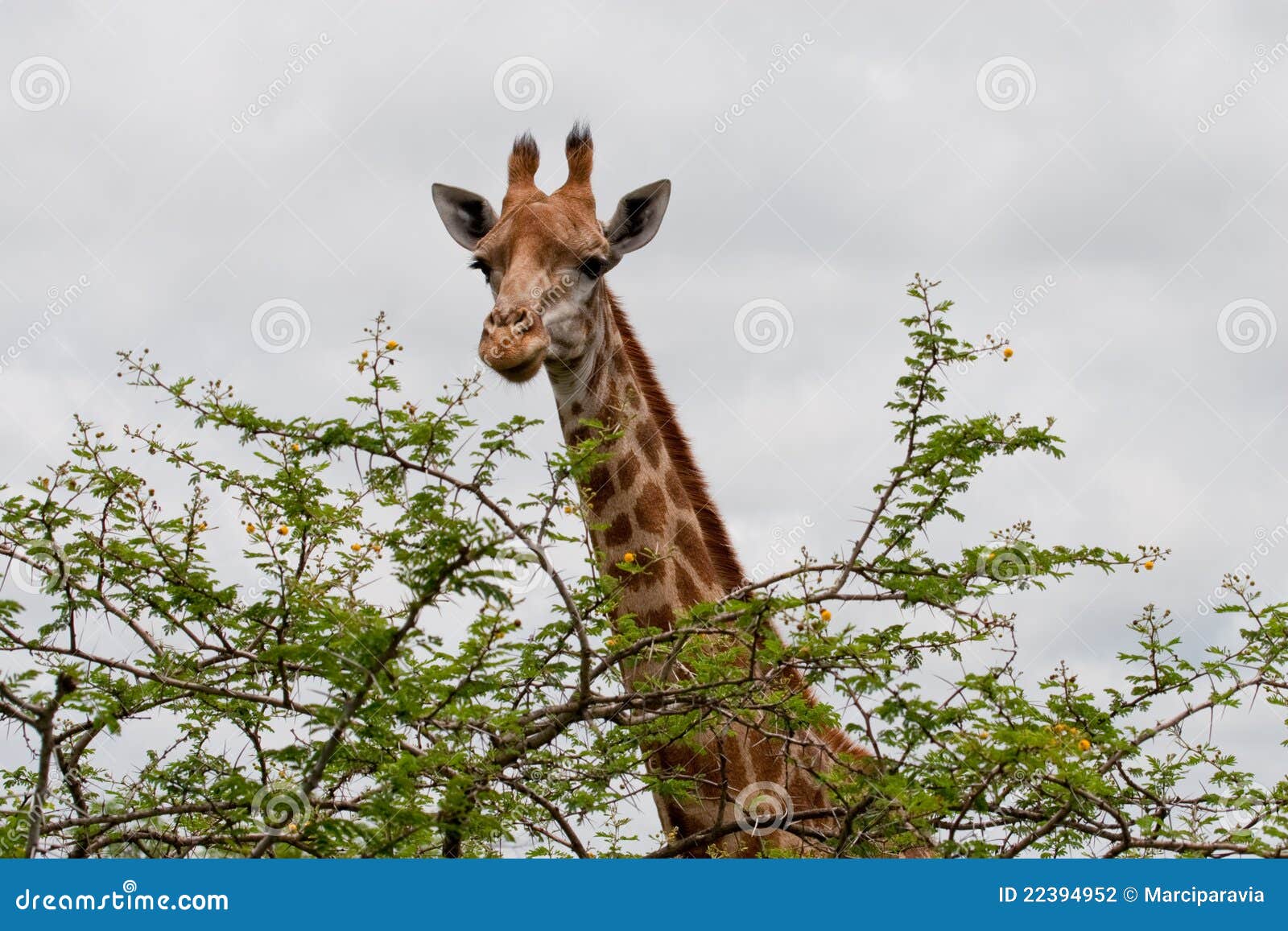 Giraffe and tree stock photo. Image of camelopardalis - 22394952