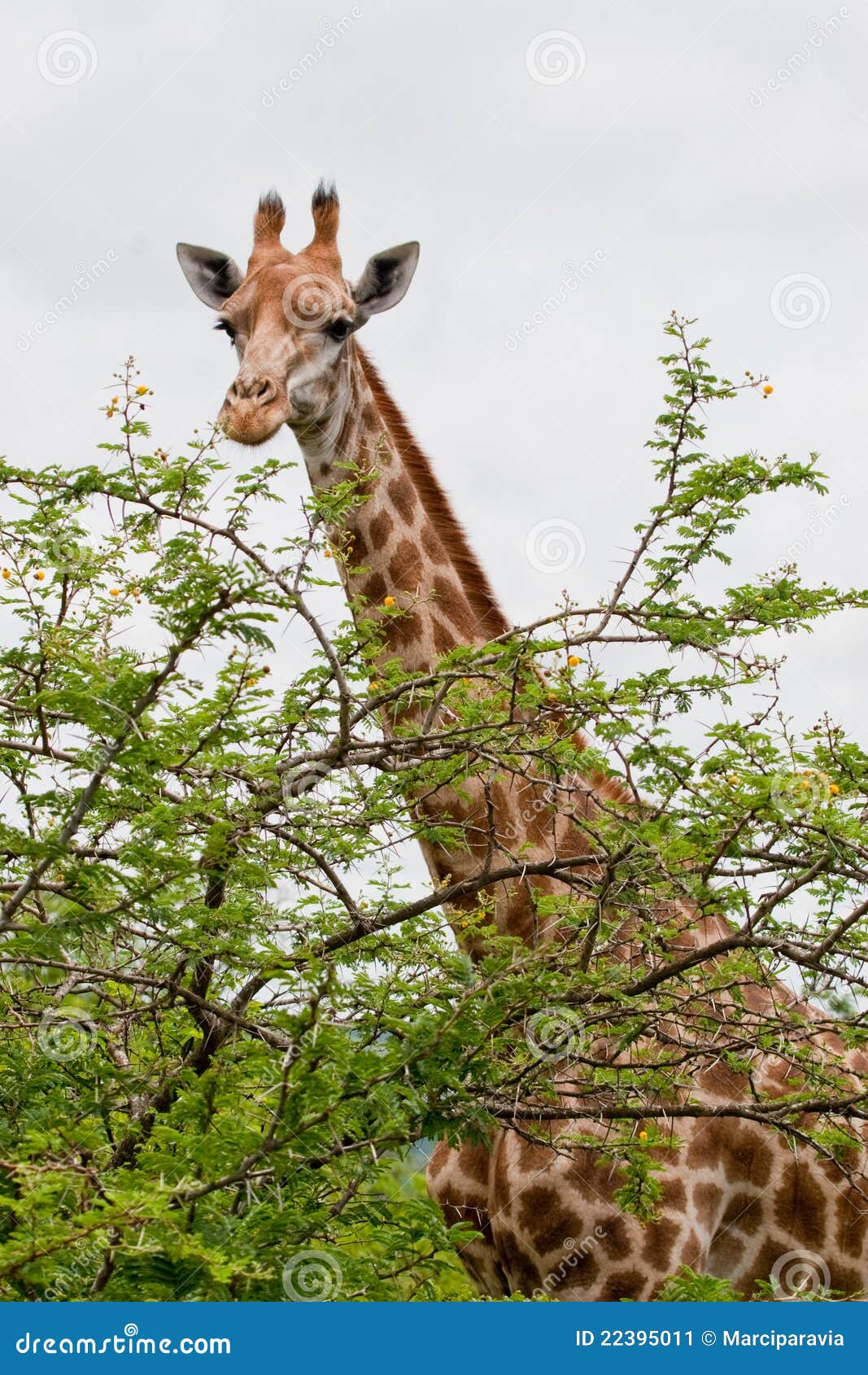 Giraffe and tree stock image. Image of green, south, camelopardalis ...