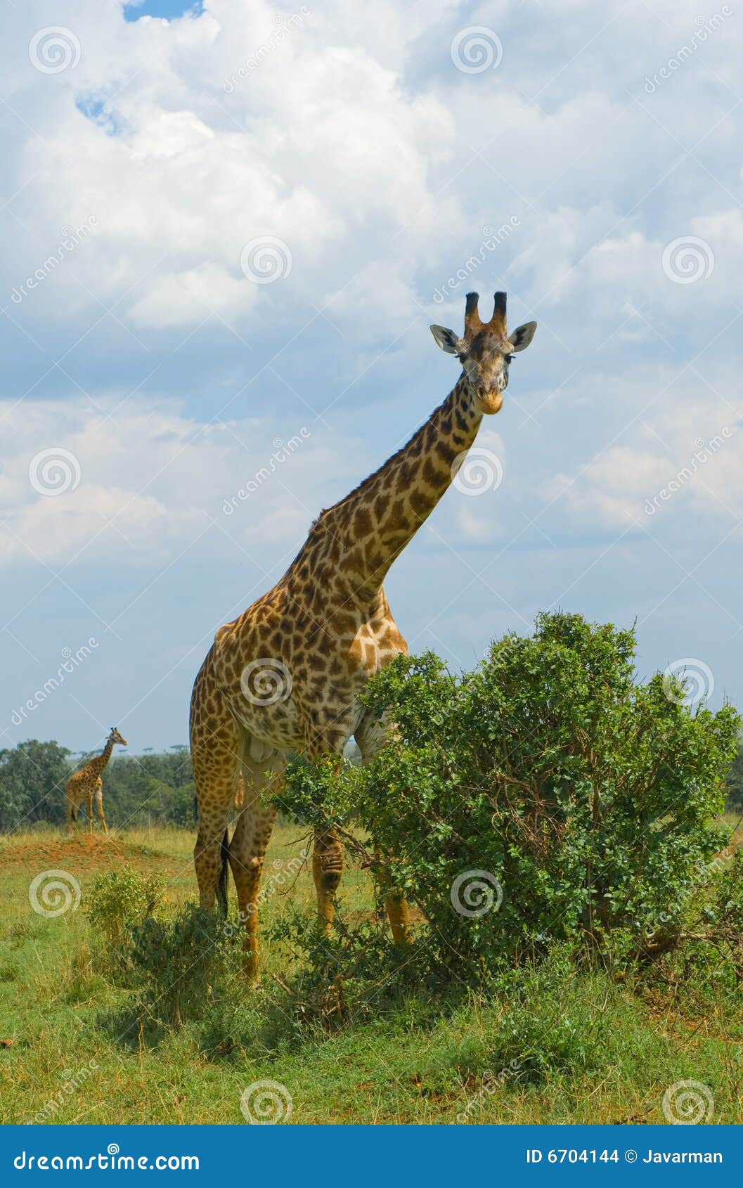 Giraffe and a tree stock photo. Image of grass, large - 6704144