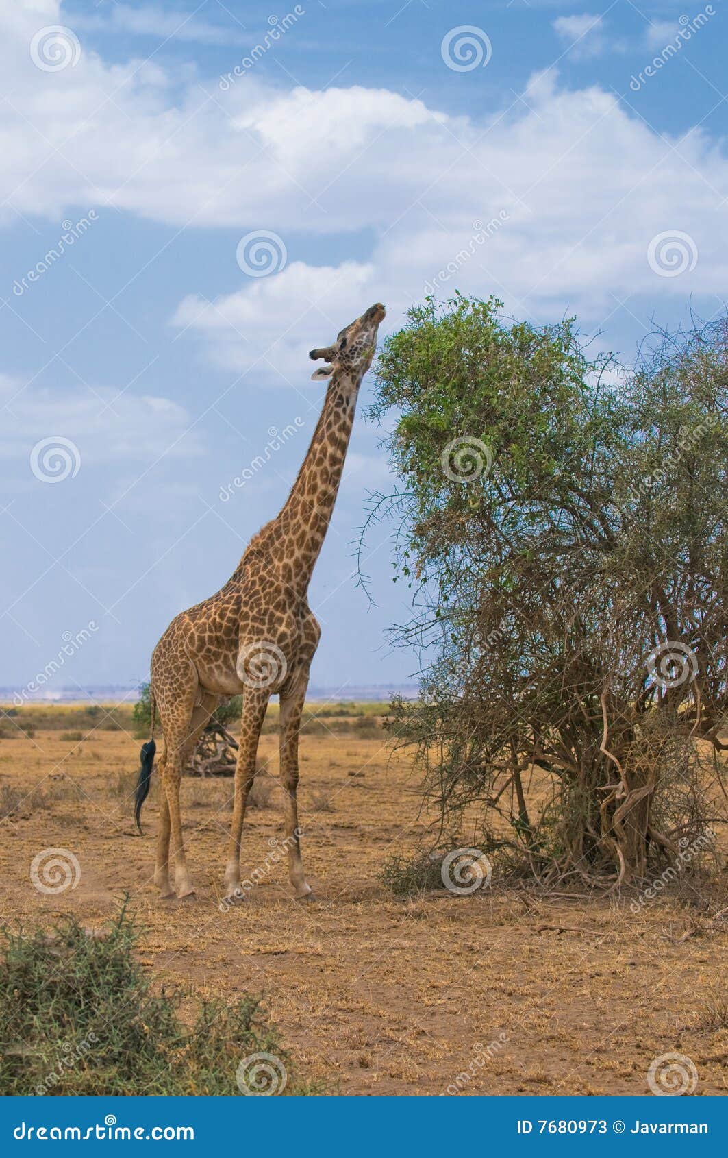 Giraffe and a tree stock image. Image of high, mara, masai - 7680973