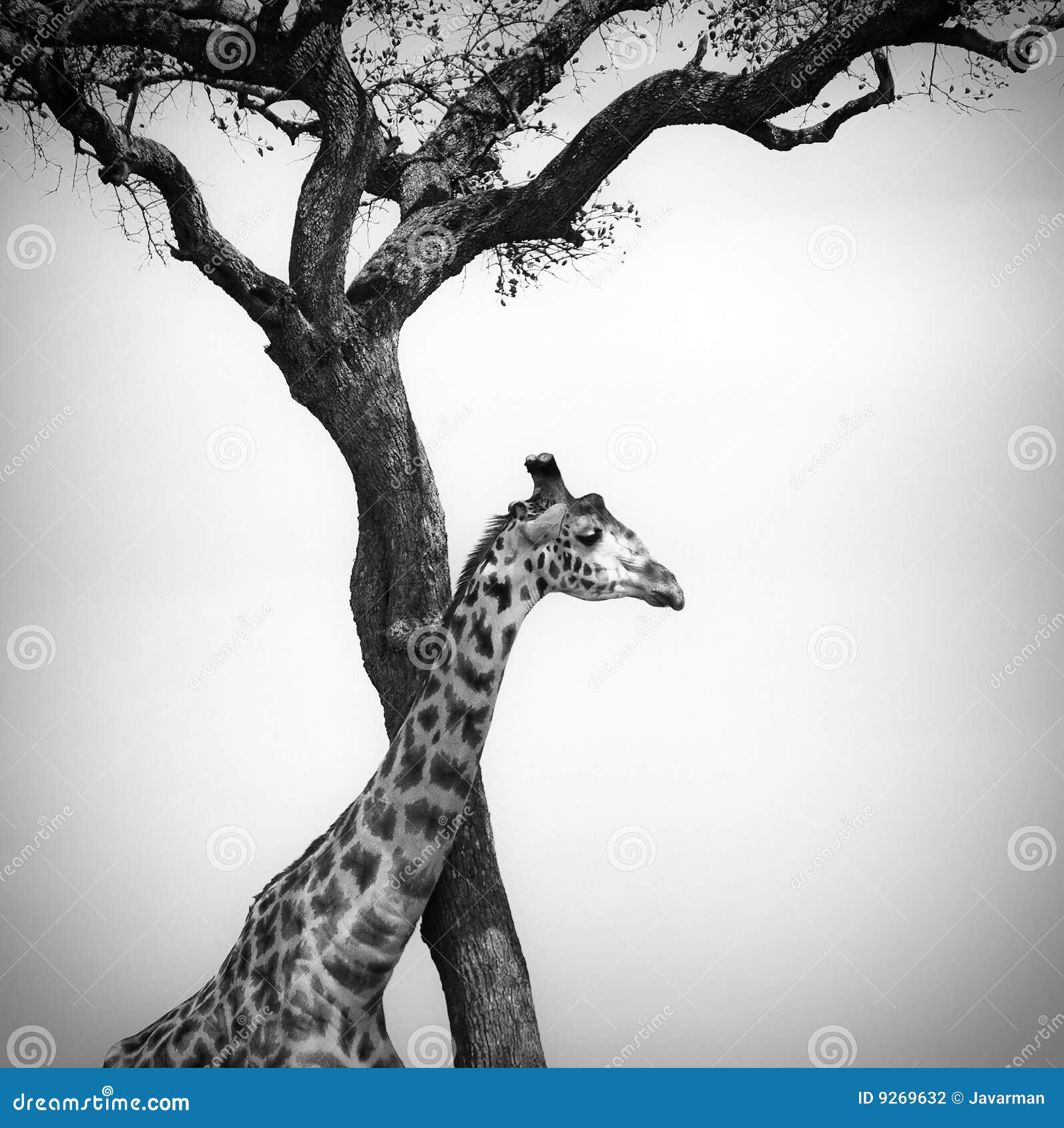 Giraffe and a tree stock photo. Image of african, africa - 9269632