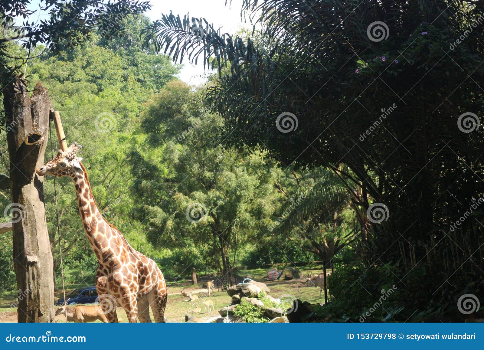 Giraffe with tree stock photo. Image of funny, girrafe - 153729798