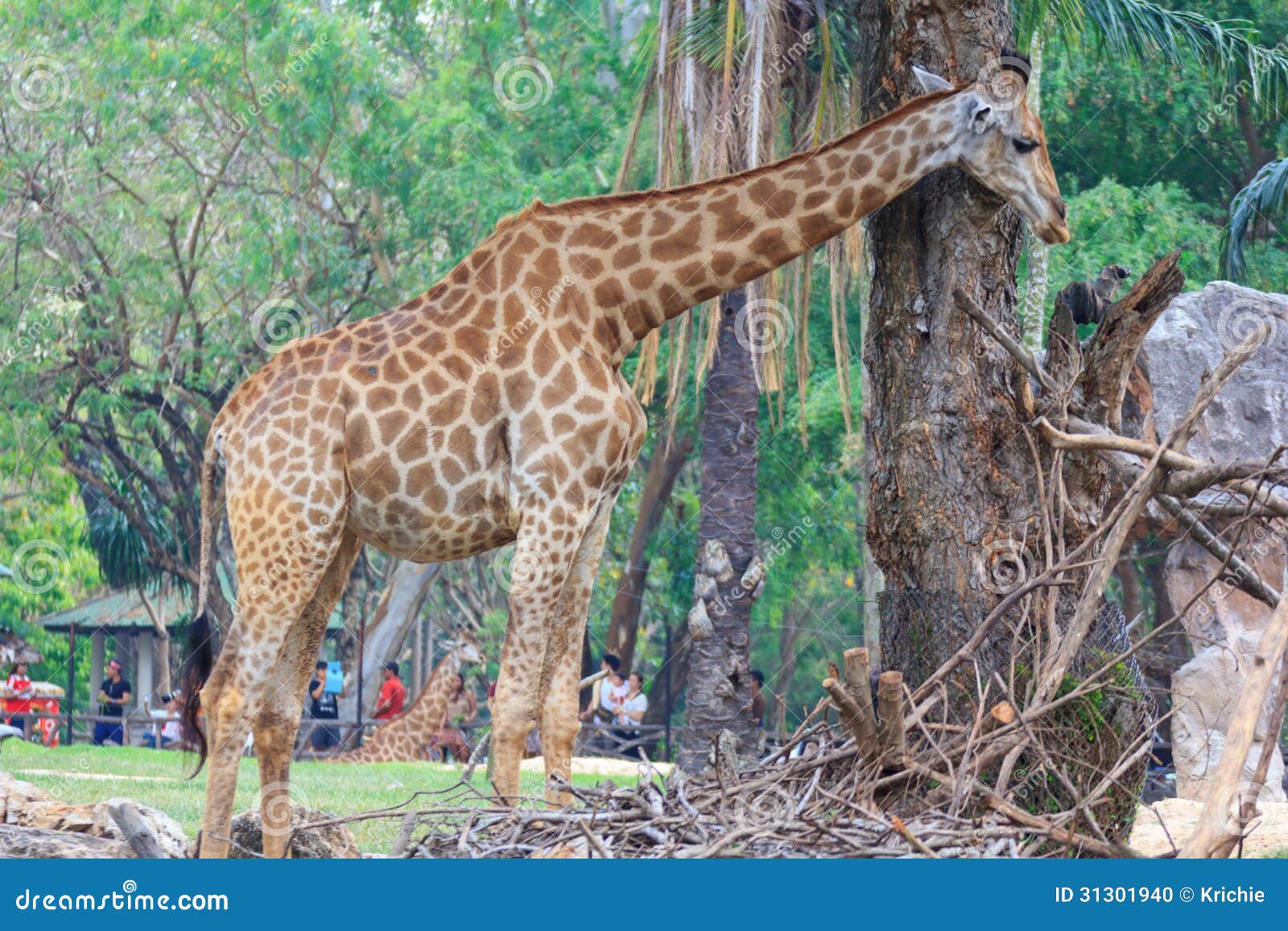 Giraffe and tree stock photo. Image of looking, large - 31301940