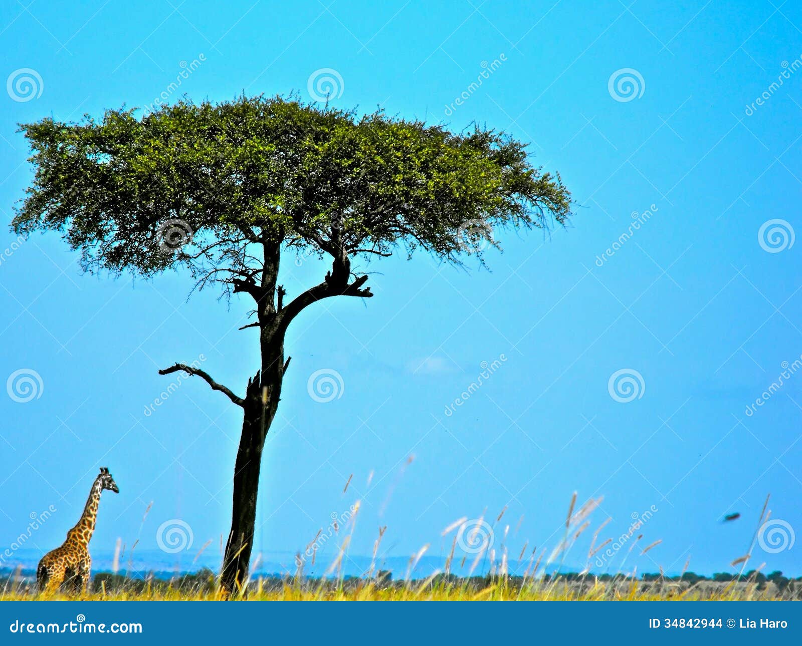 Giraffe and tree stock photo. Image of wildlife, savannah - 34842944