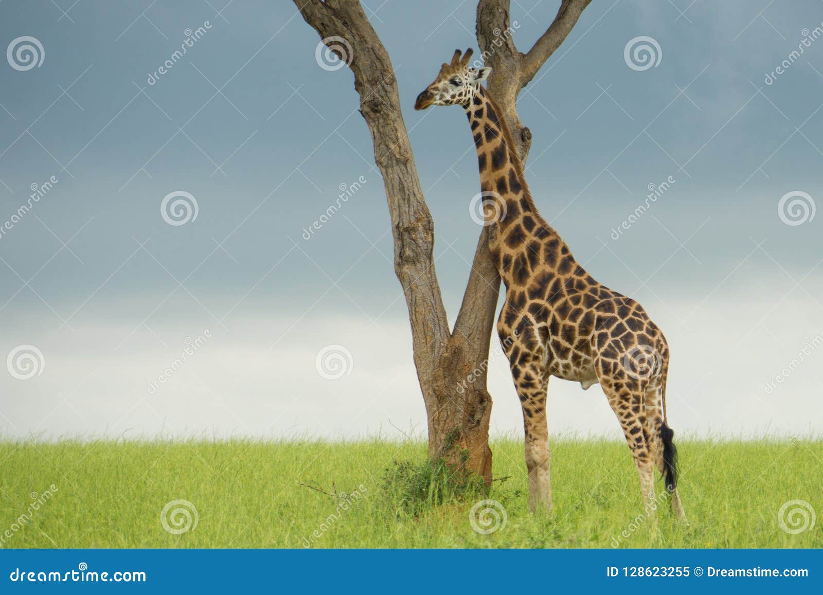 Giraffe and Tree in Natural Landscape Stock Image - Image of natural ...