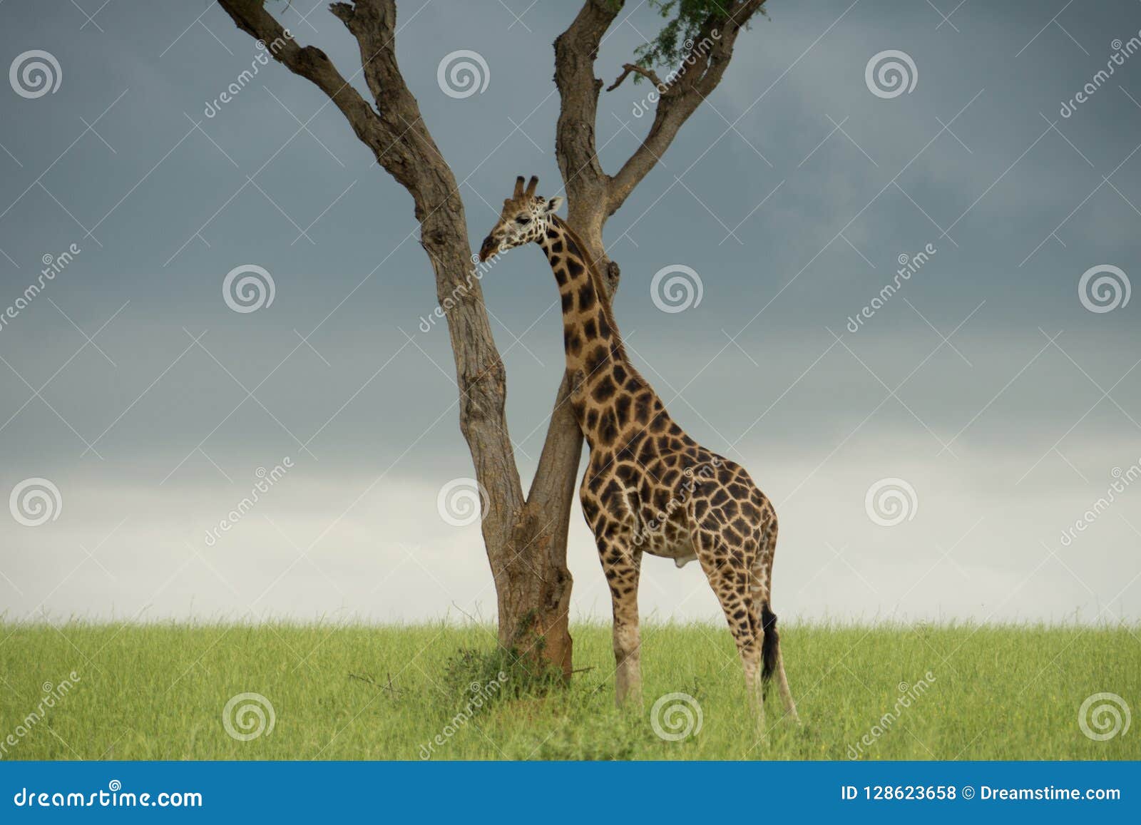 Giraffe And Tree Stock Photo | CartoonDealer.com #78540102