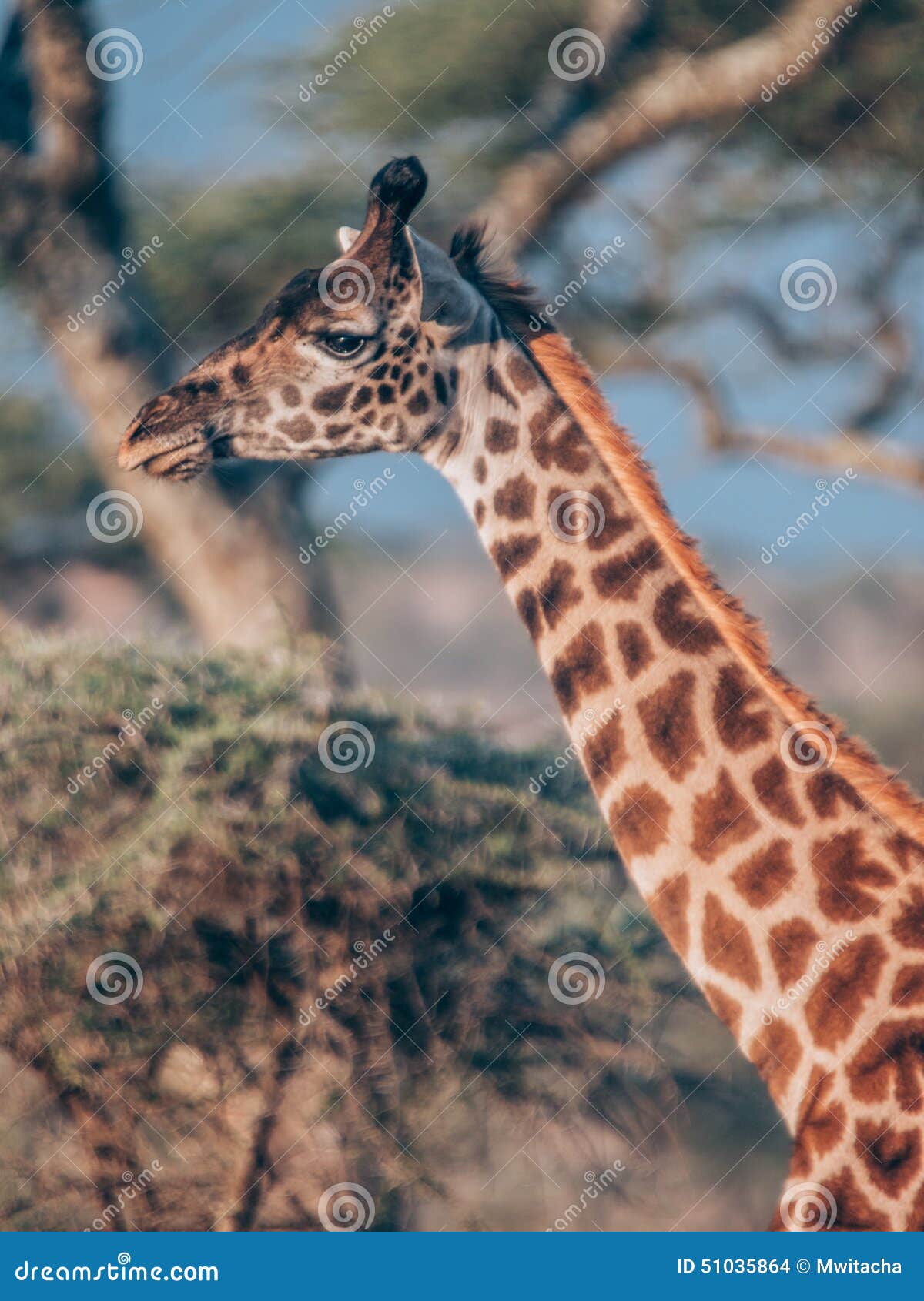 Giraffe in Trees stock photo. Image of safari, savannah - 51035864
