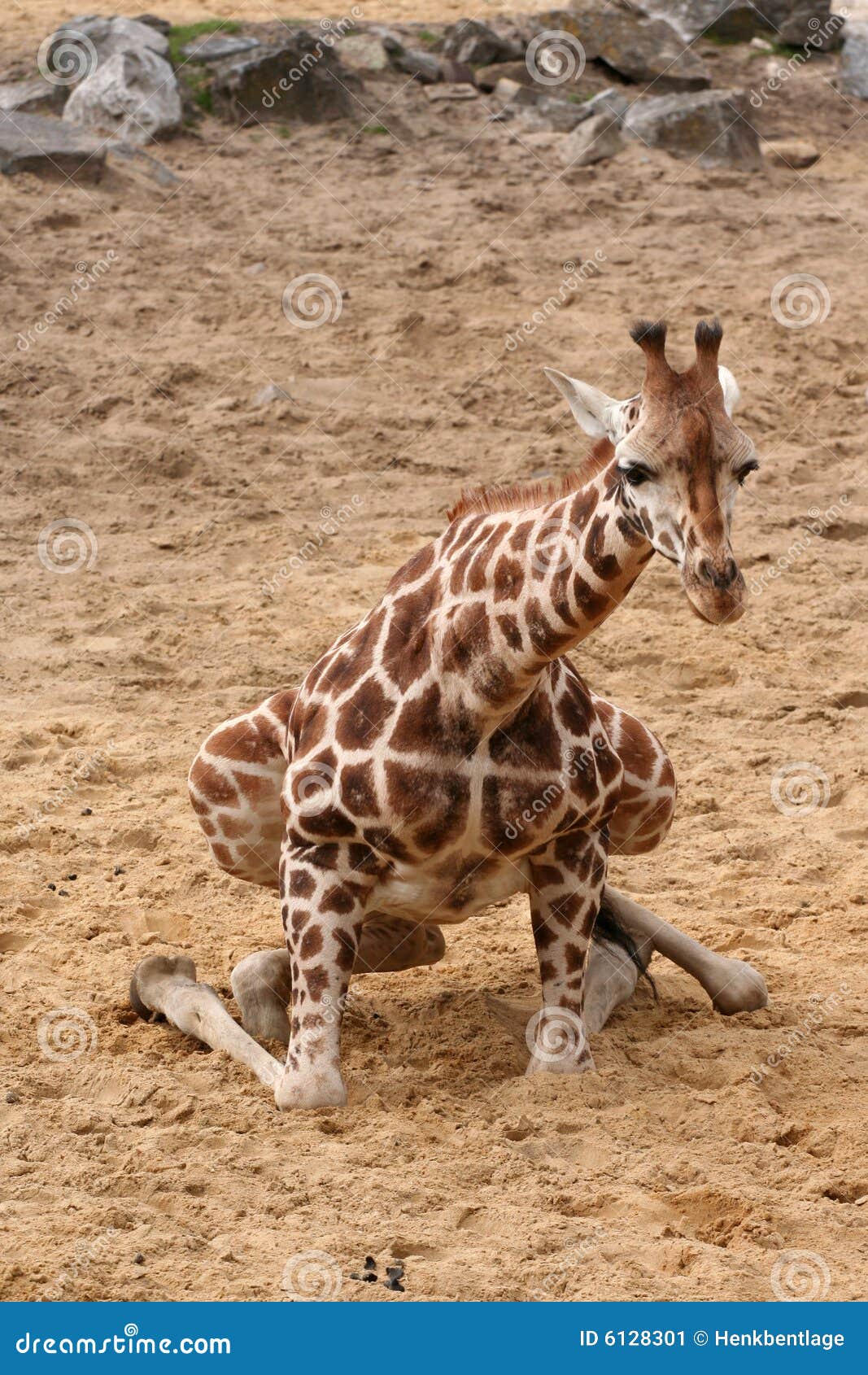 Giraffe trying to sit down stock image. Image of black - 6128301