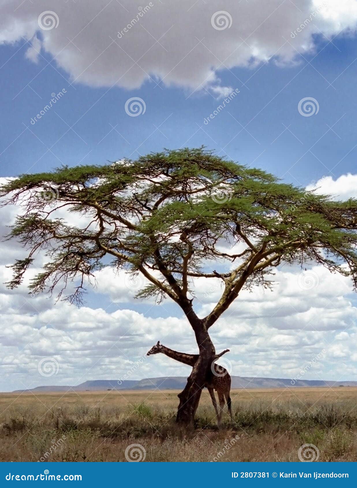 Giraffe under a tree stock image. Image of natural, landscape - 2807381