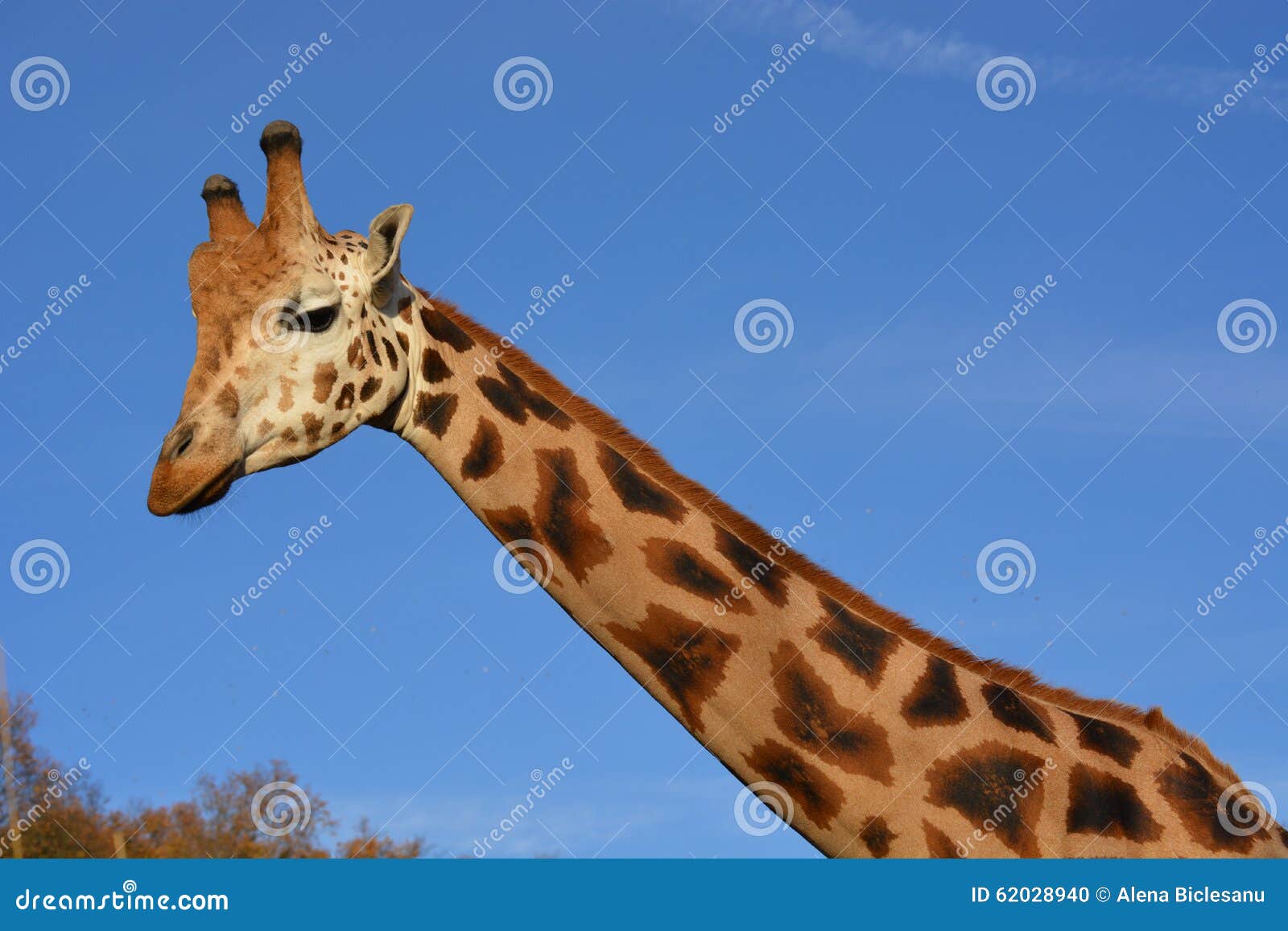 Giraffe up in the clouds stock photo. Image of throat - 62028940
