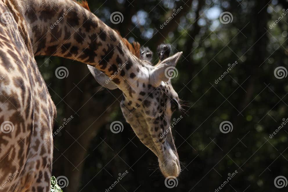 Giraffe stock photo. Image of animal, nature, mammal - 81263818