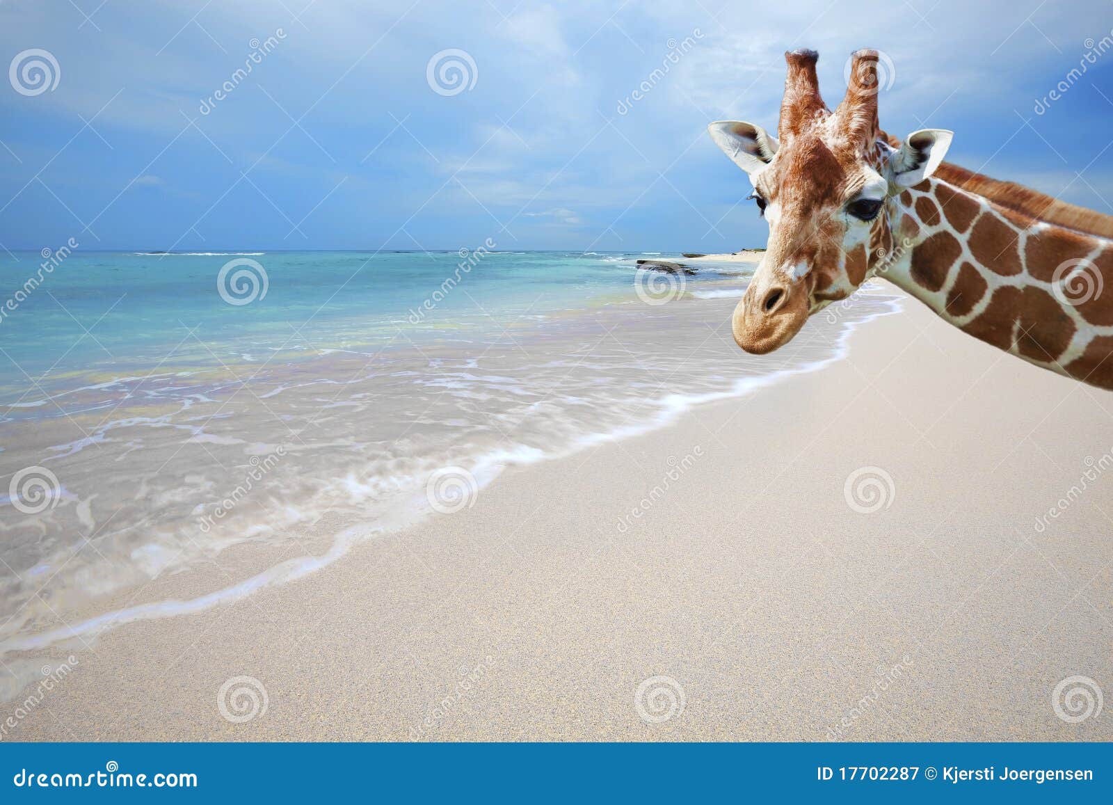 Giraffe on vacation stock image. Image of lagoon, ocean - 17702287