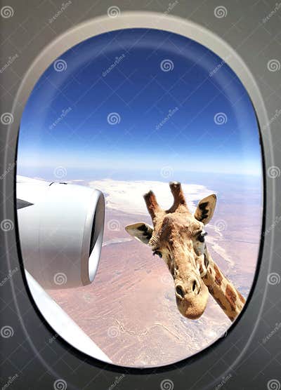 Giraffe view stock image. Image of weird, wildlife, pattern - 190697753