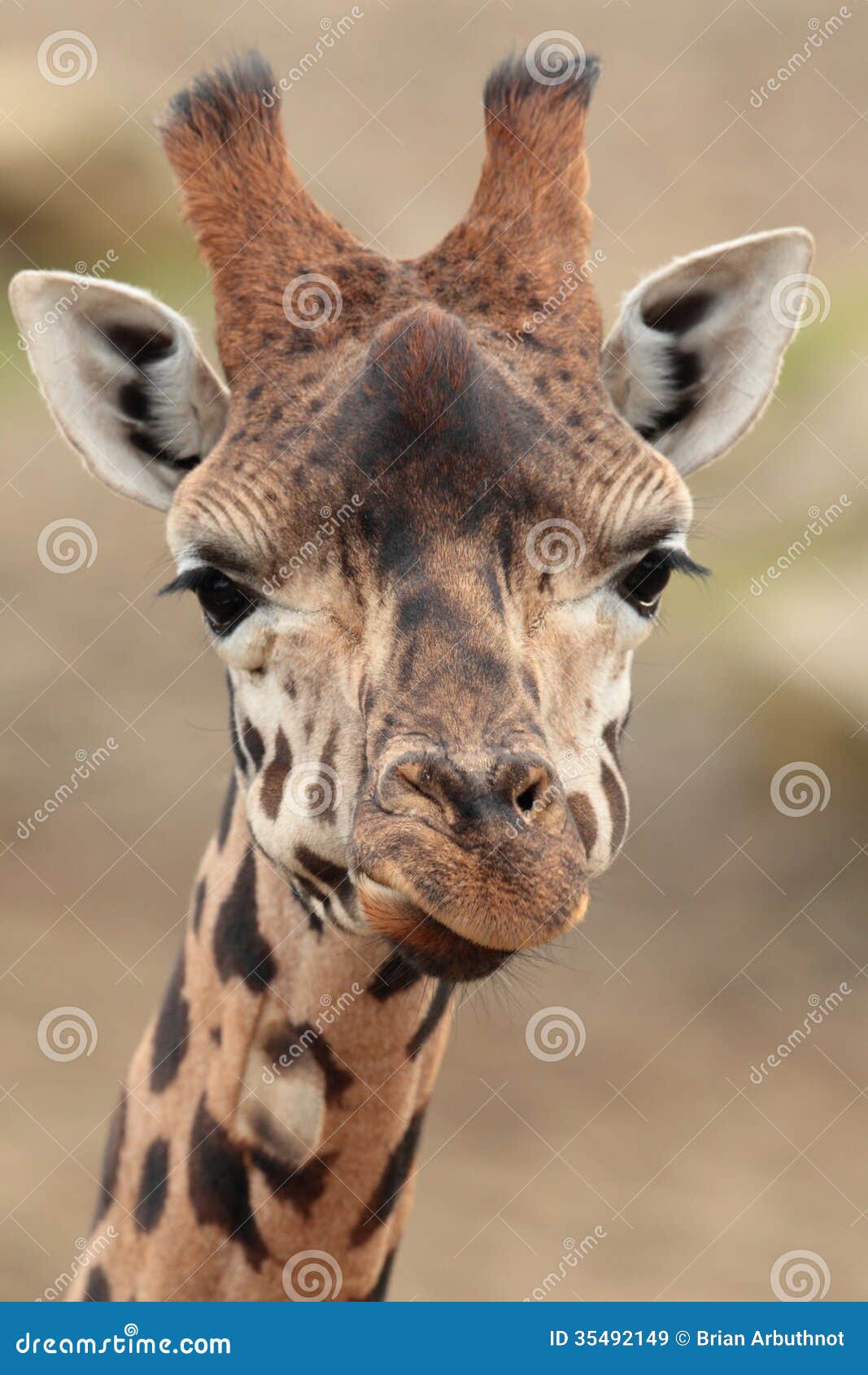 Giraffe. stock image. Image of nature, mammal, head, wildlife - 35492149