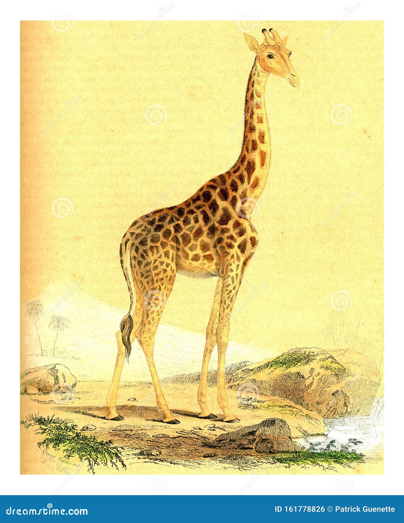 The Giraffe, Vintage Engraving Stock Illustration - Illustration of ...