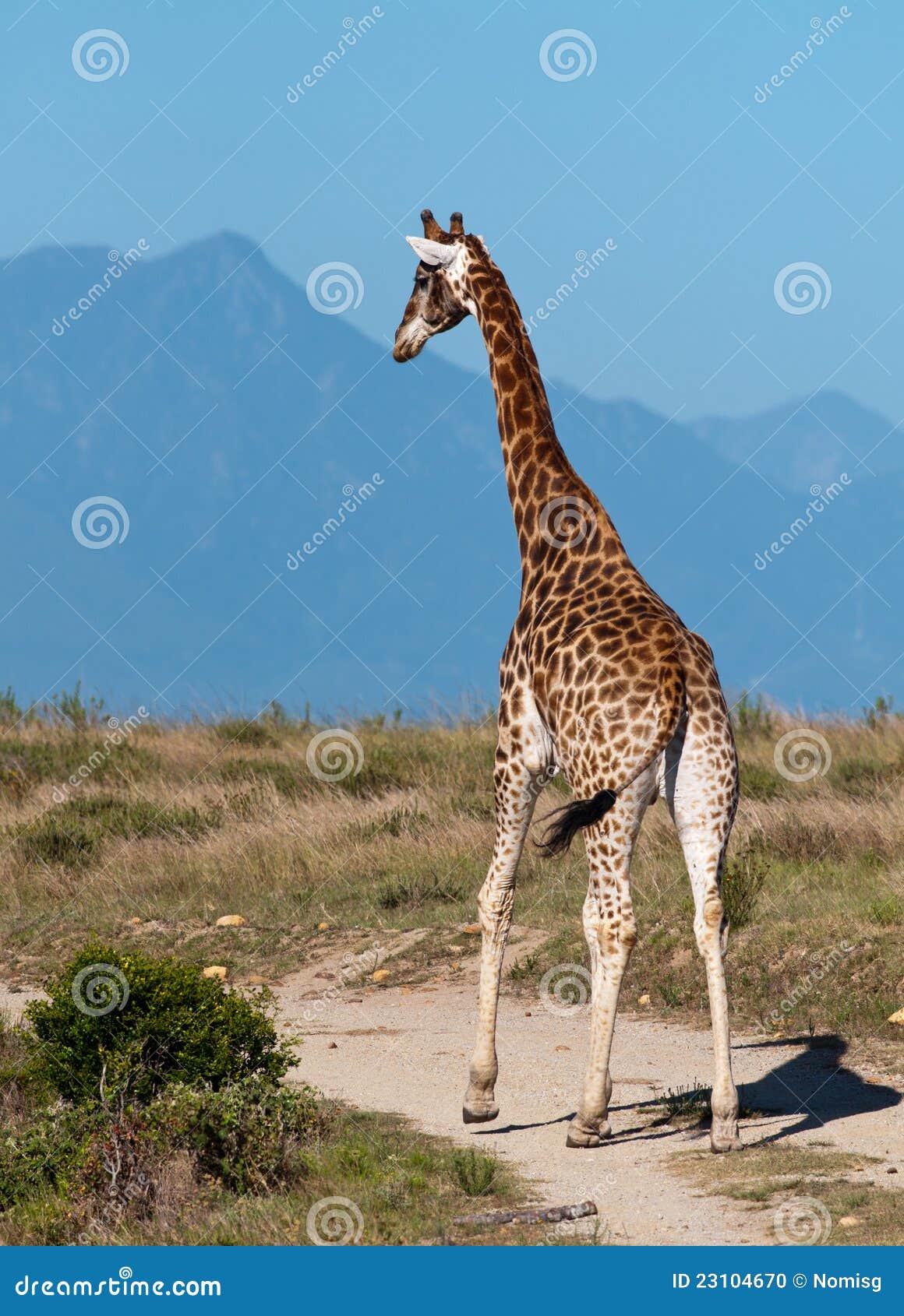 Giraffe on a walk stock photo. Image of spotted, large - 23104670