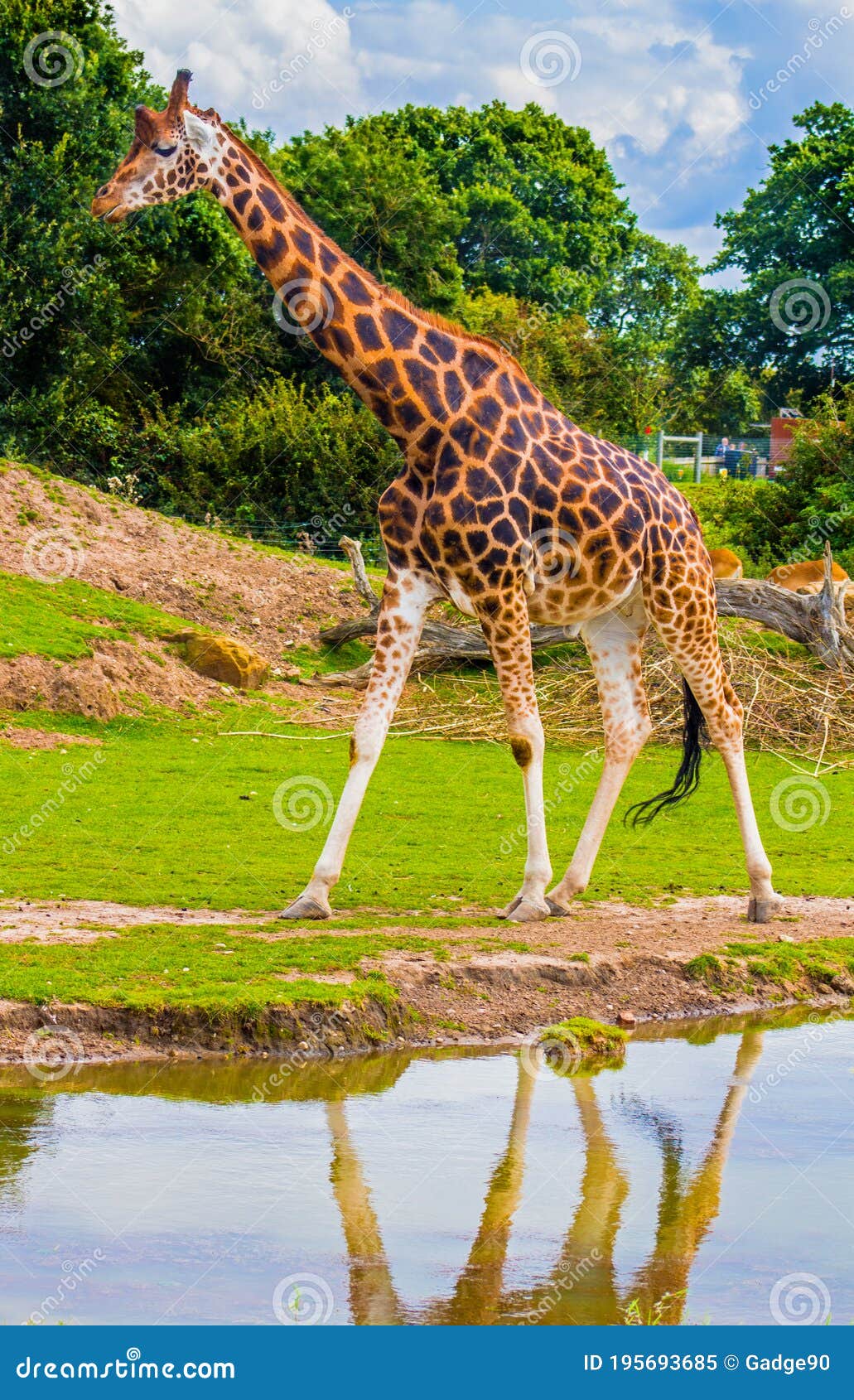 Giraffe Walk stock image. Image of walk, reflection - 195693685