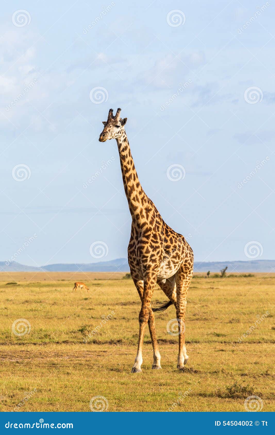 Giraffe Walk on the Savannah Stock Photo - Image of area, savannah ...