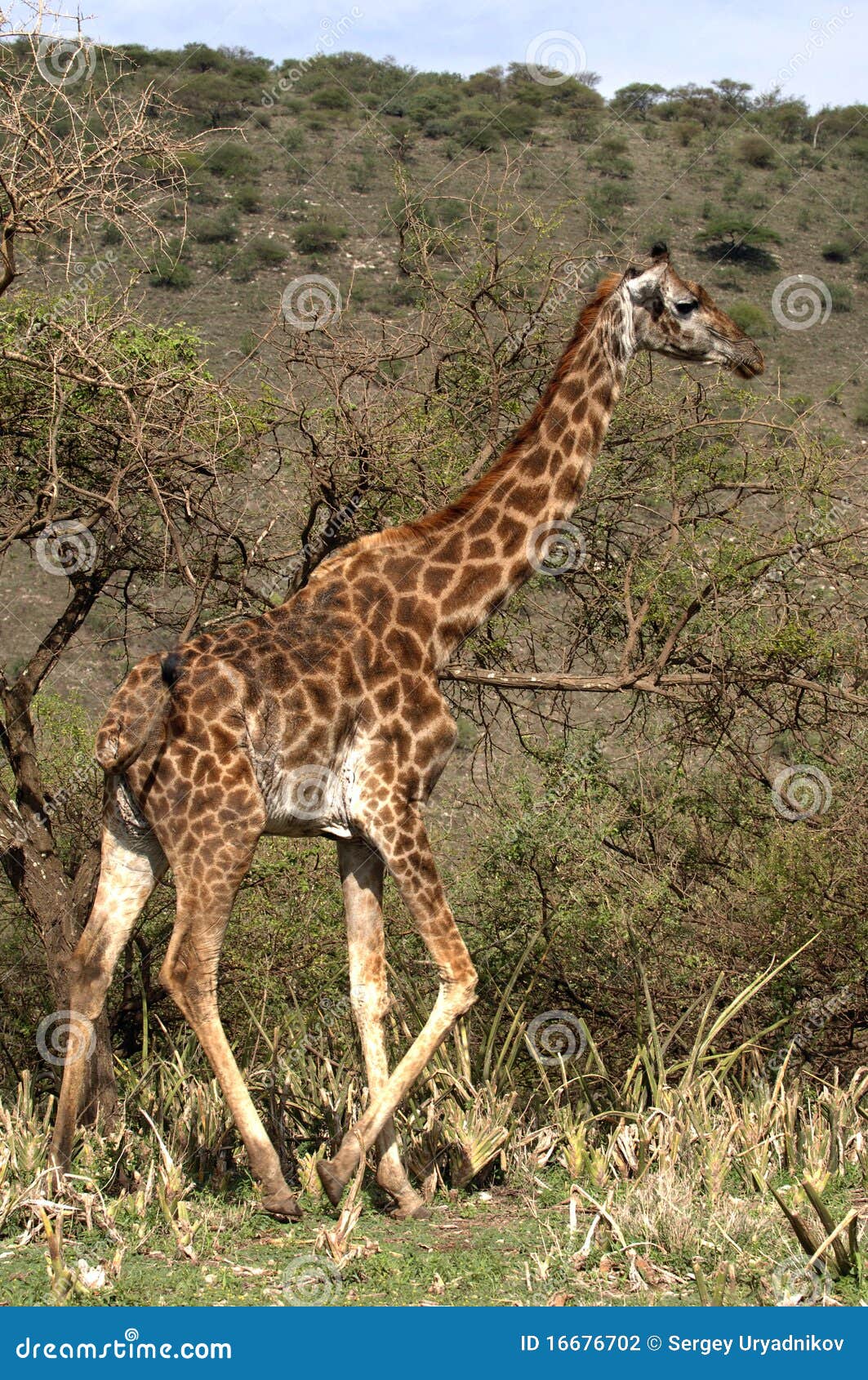 Giraffe Walk in Trees of Acacias. Stock Photo - Image of neck, legs ...