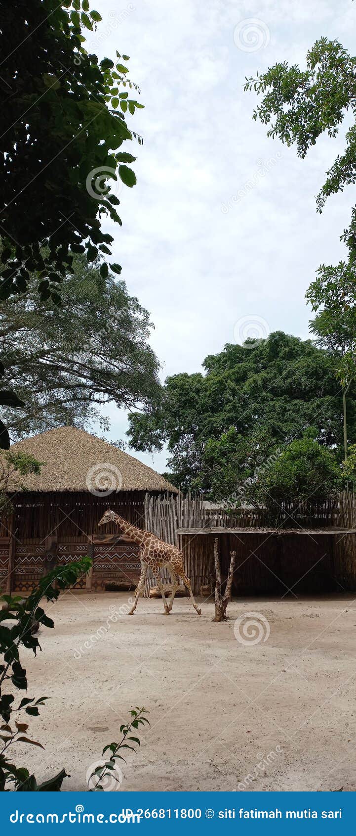 Giraffe walk at the zoo stock photo. Image of plant - 266811800