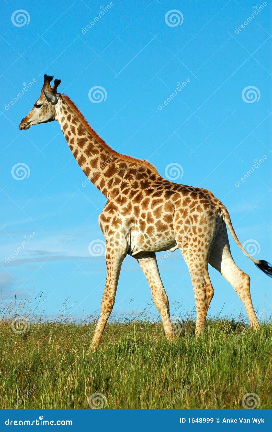 Giraffe walking stock image. Image of game, african, animal - 1648999