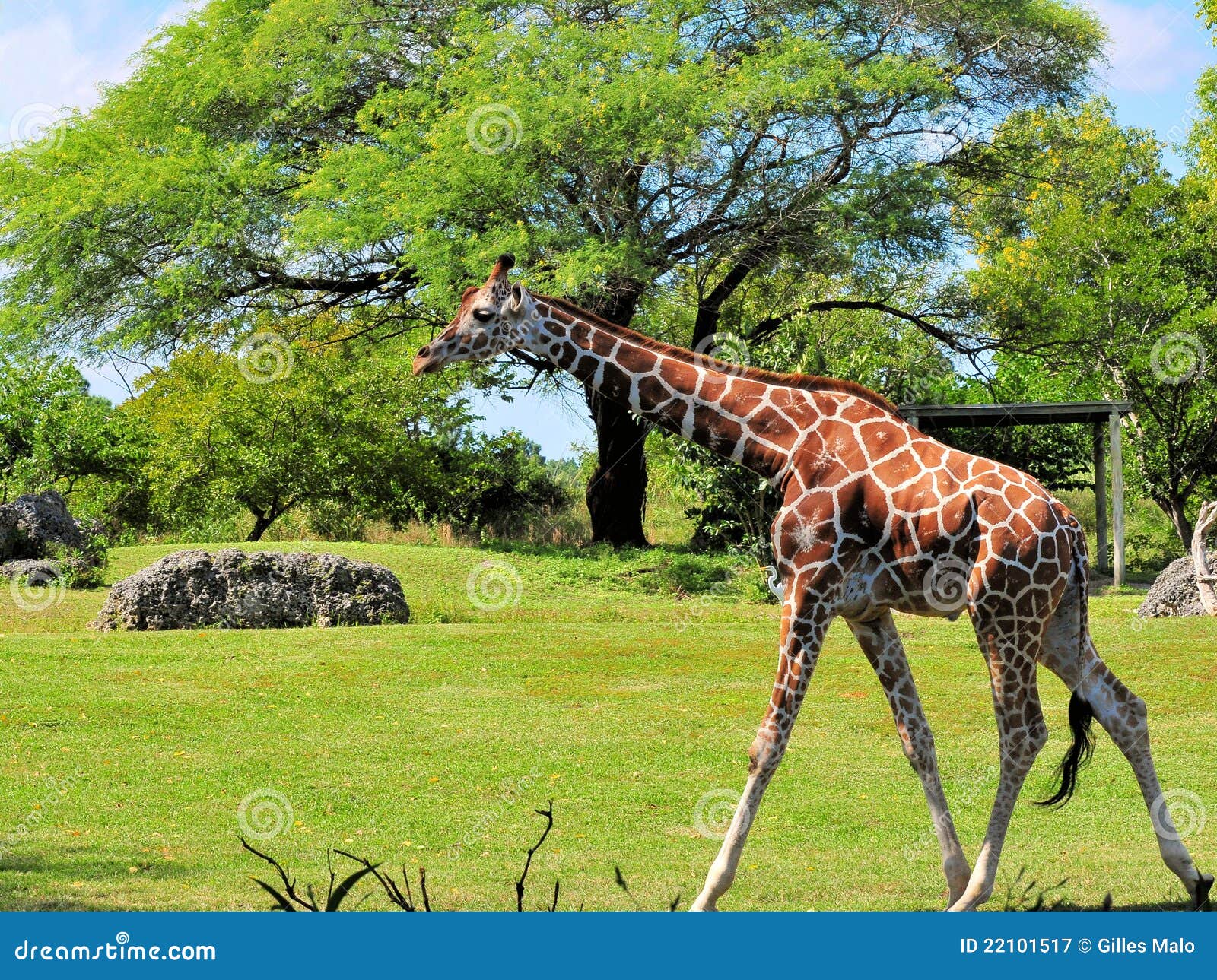 Giraffe Walking stock image. Image of giraffes, great - 22101517