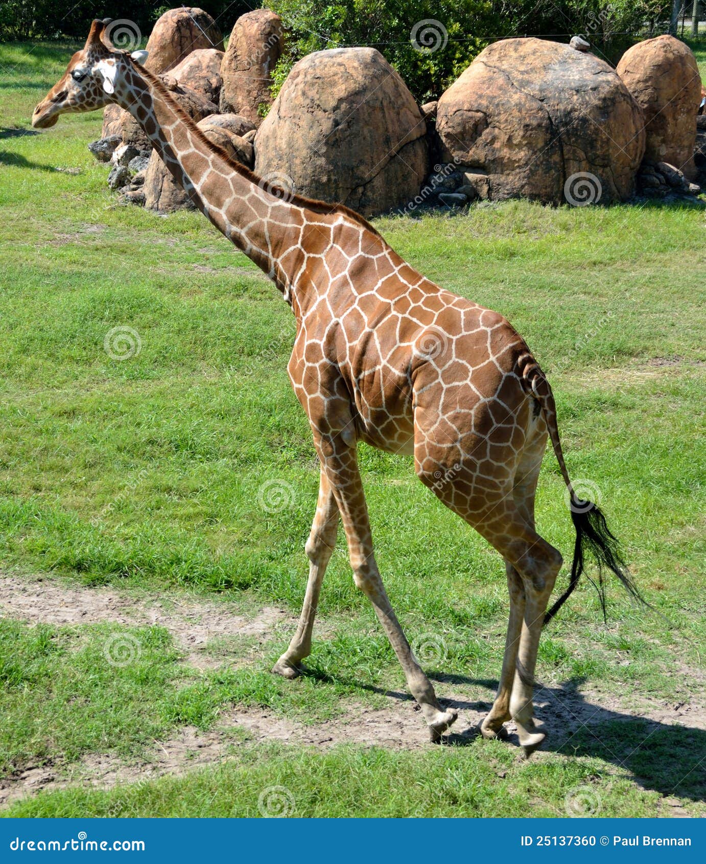 Giraffe walking stock photo. Image of long, moving, neck - 25137360