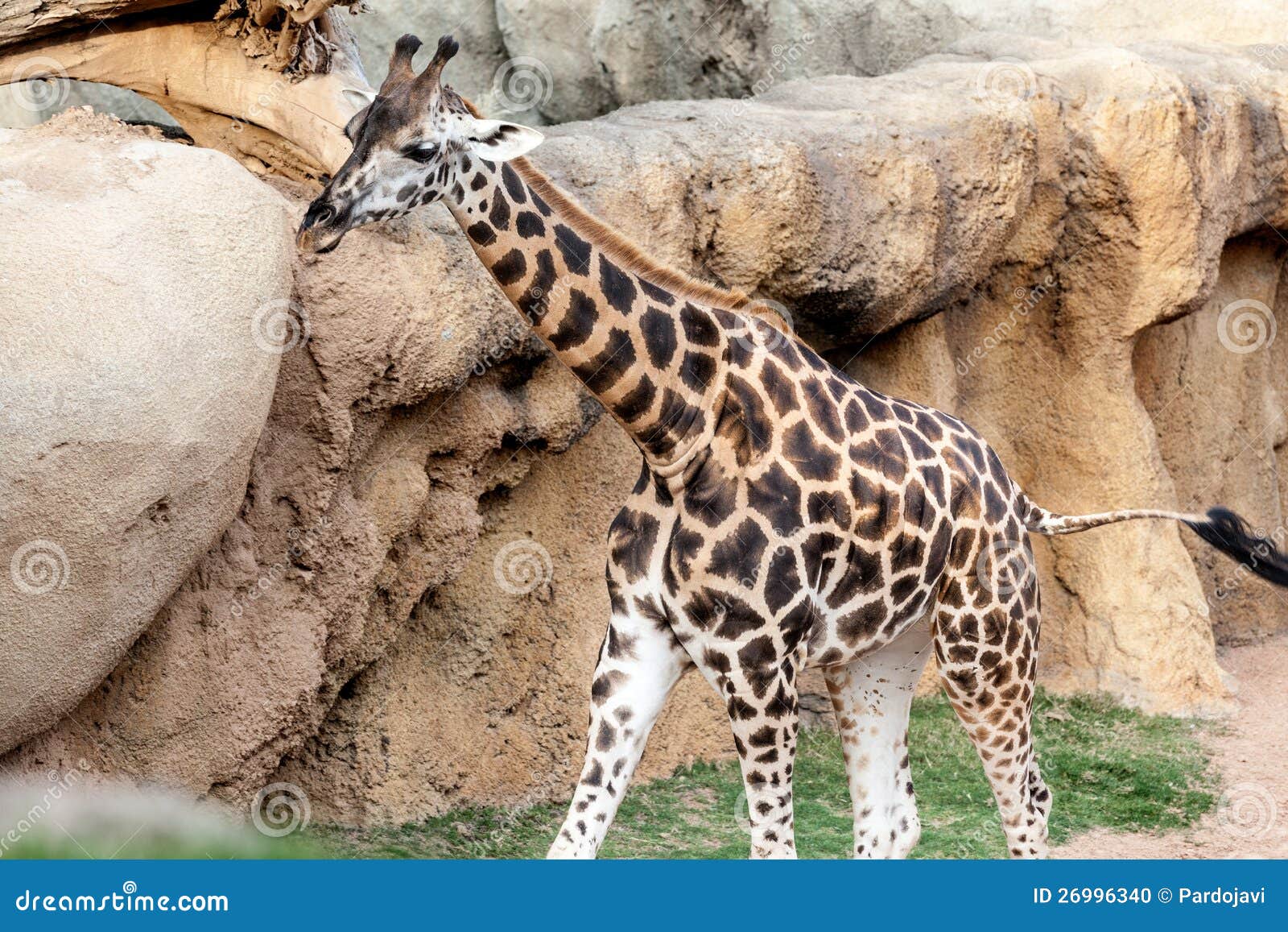Giraffe walking stock photo. Image of cute, landscape - 26996340
