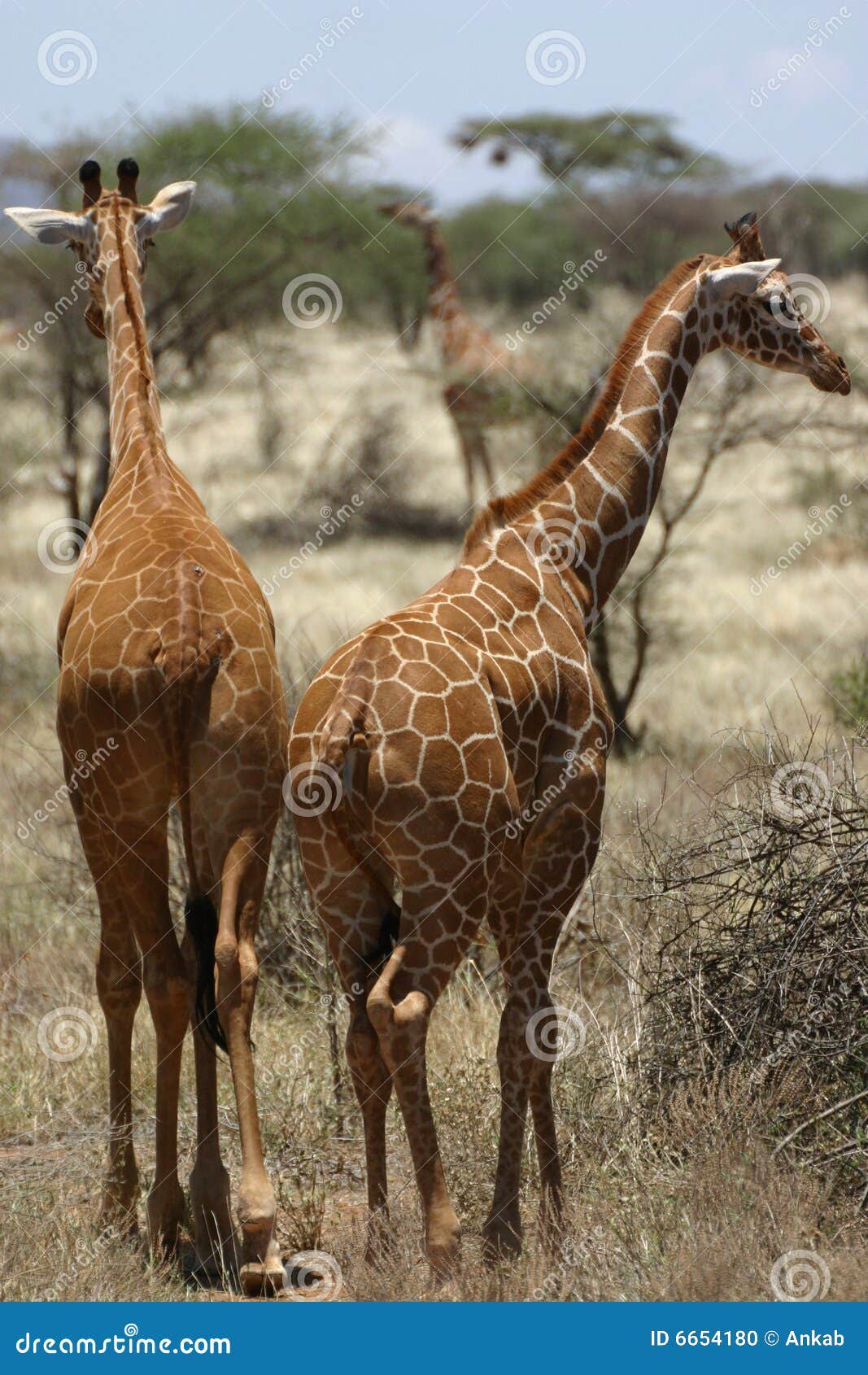 Giraffe walking stock photo. Image of habitat, animals - 6654180