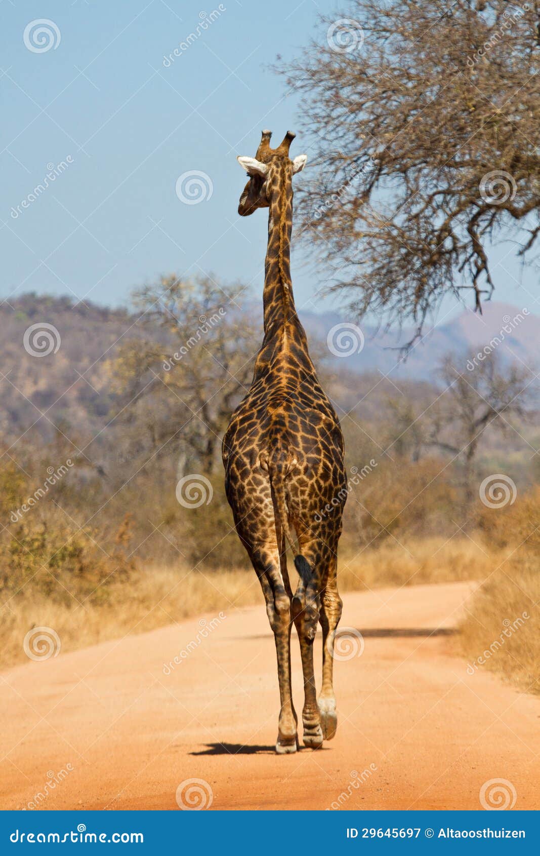 Giraffe Walking Along a Road Stock Image - Image of nature, journey ...