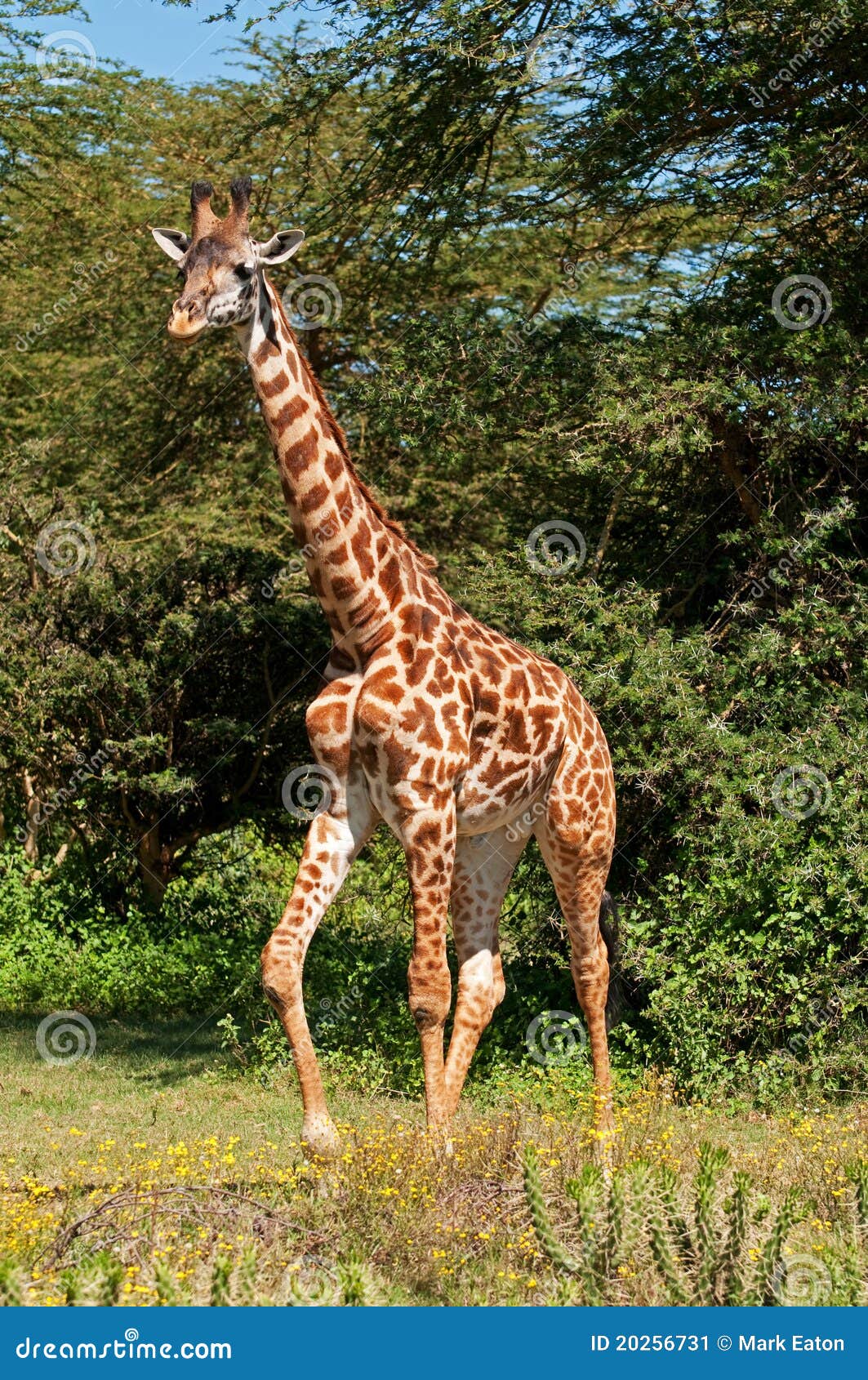 Giraffe Walking in the Forest Stock Image - Image of dominance, explore ...
