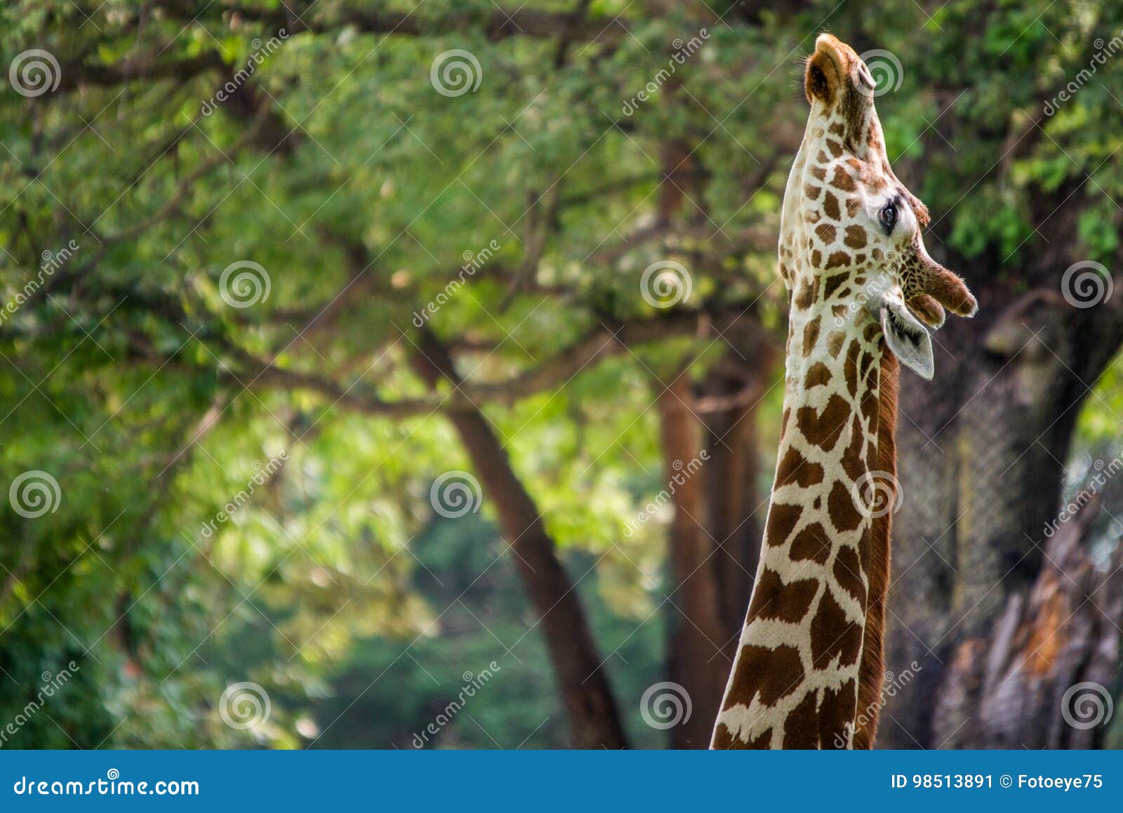 Giraffe in forest stock image. Image of mammal, outdoor - 98513891
