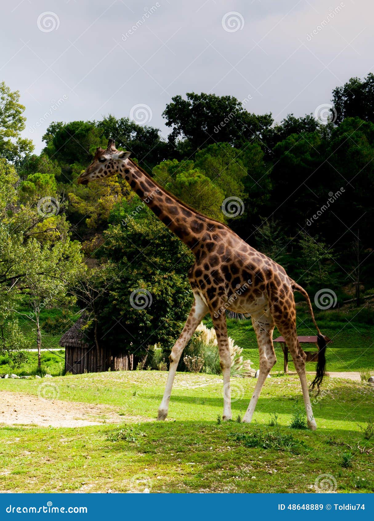 Giraffe stock image. Image of wild, giraffa, green, safari - 48648889