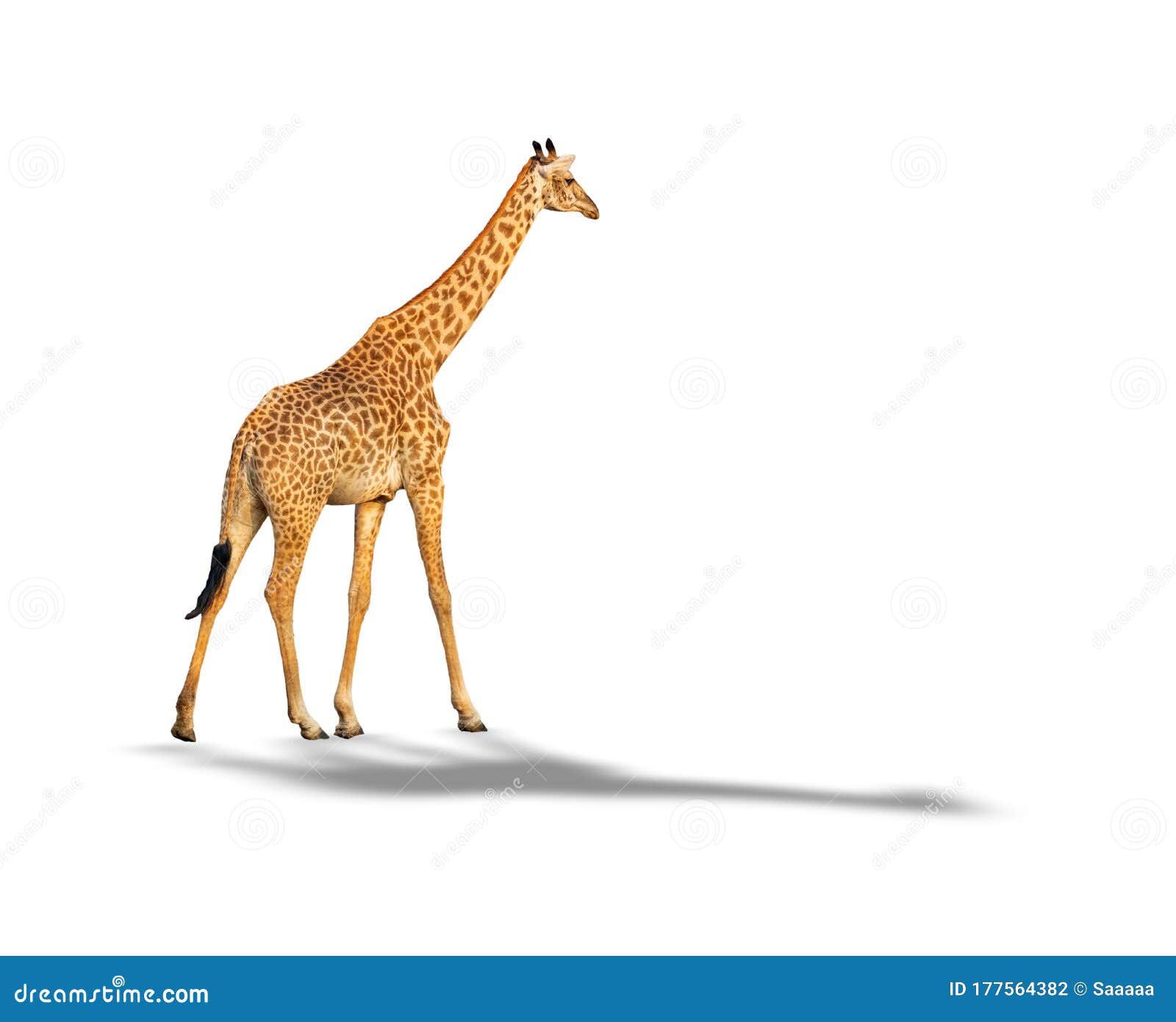 Giraffe Walking Isolated on White Background with Shadow Stock Photo ...